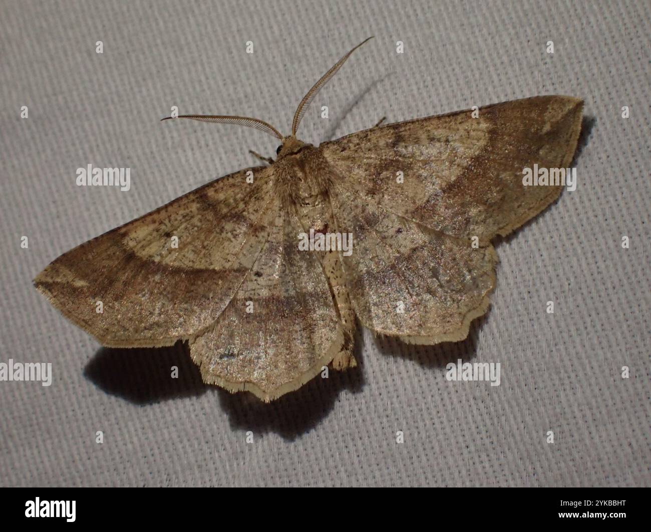 Ochre Euchlaena Moth (Euchlaena marginaria Stock Photo - Alamy