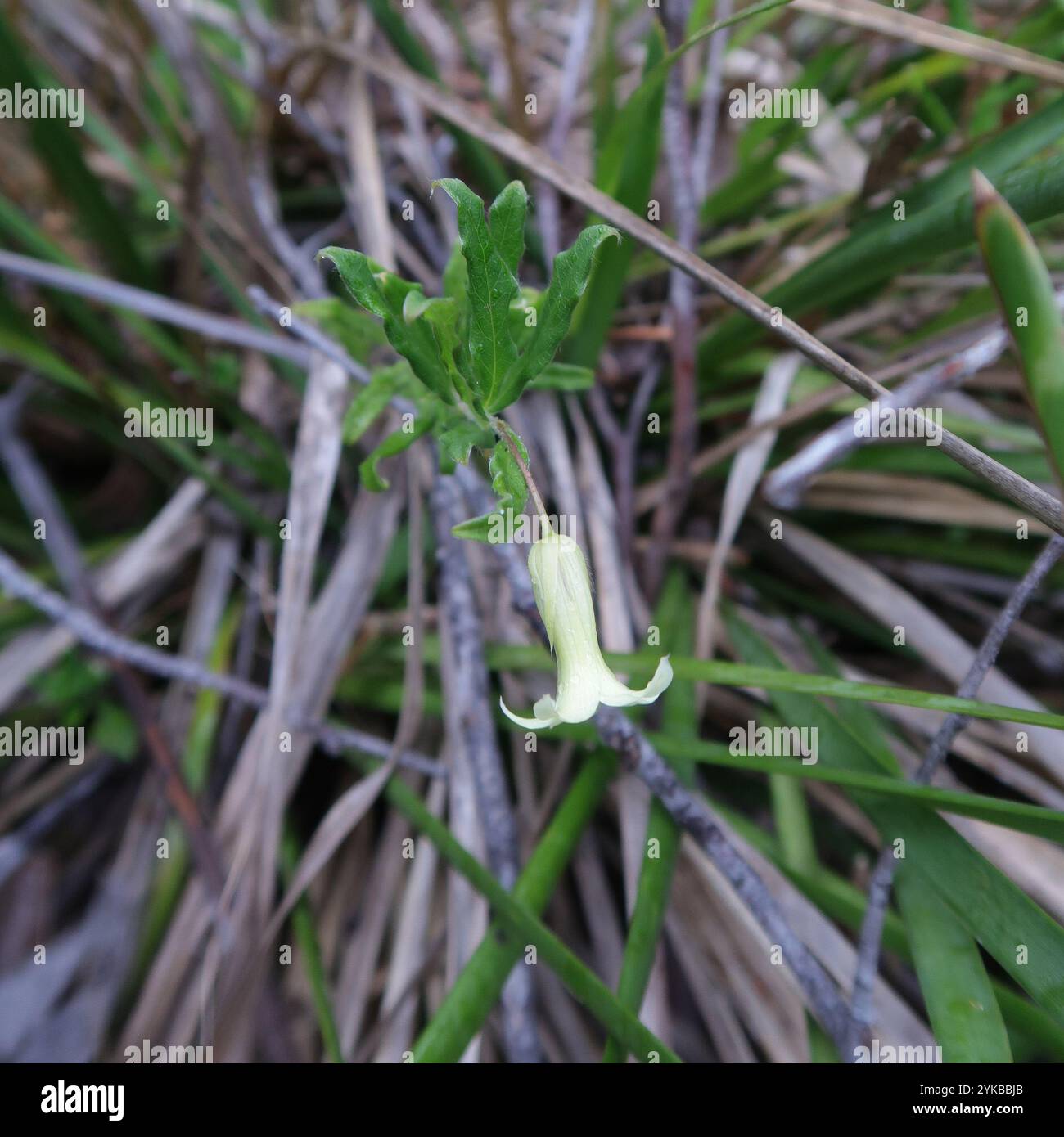 Common Apple-berry (Billardiera mutabilis Stock Photo - Alamy