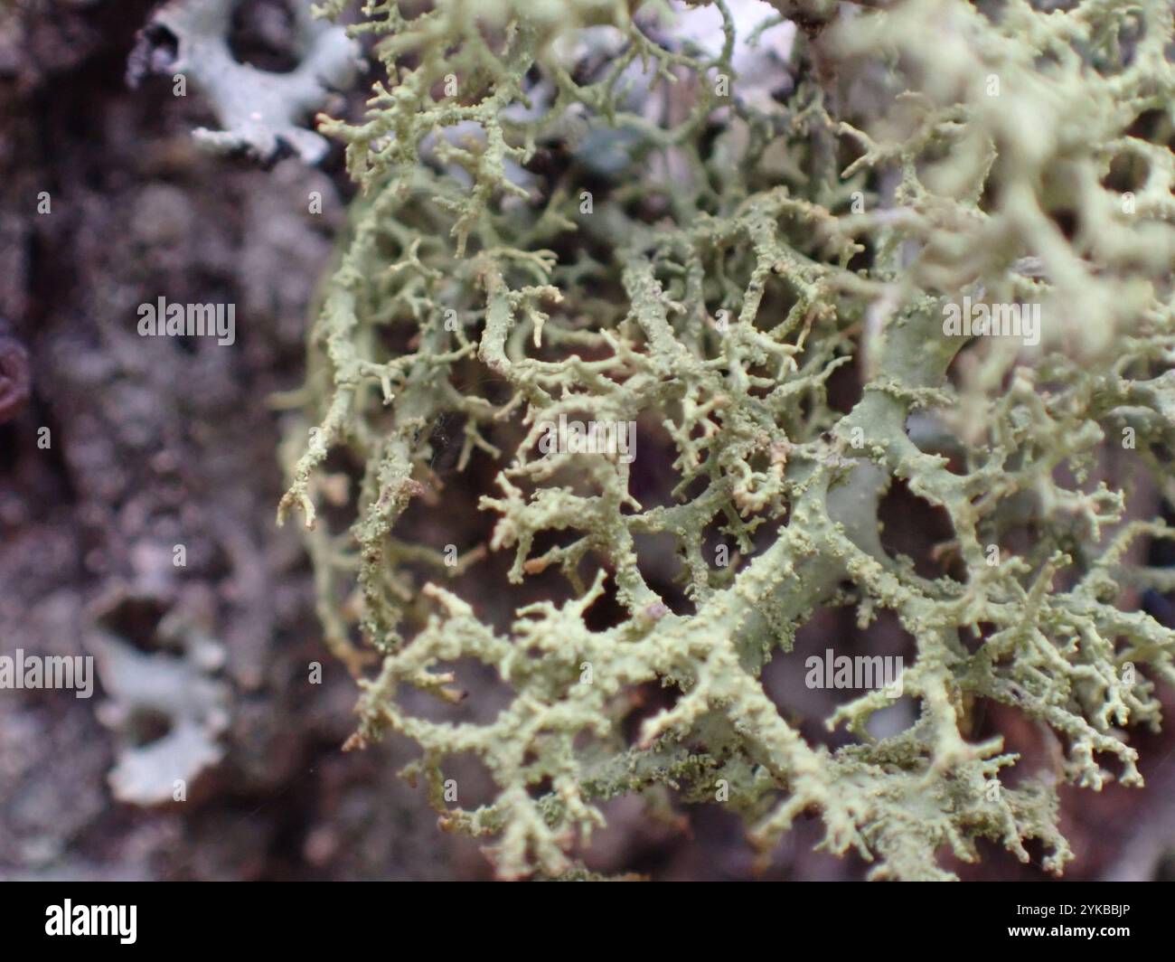common lichens (Lecanoromycetes Stock Photo - Alamy