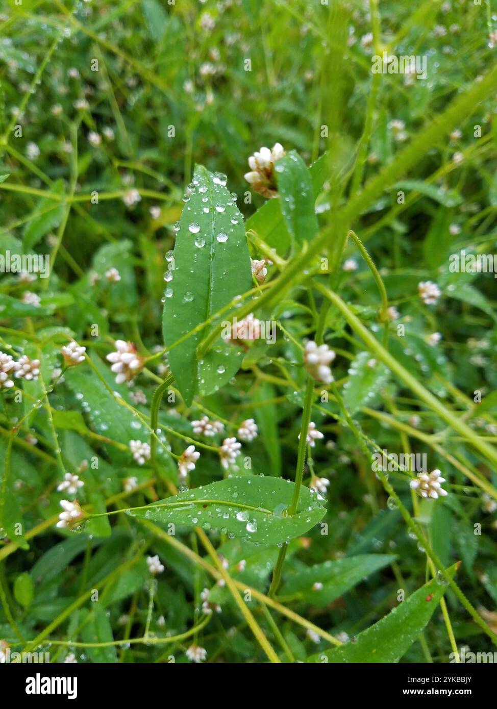 arrow-leaved tearthumb (Persicaria sagittata Stock Photo - Alamy