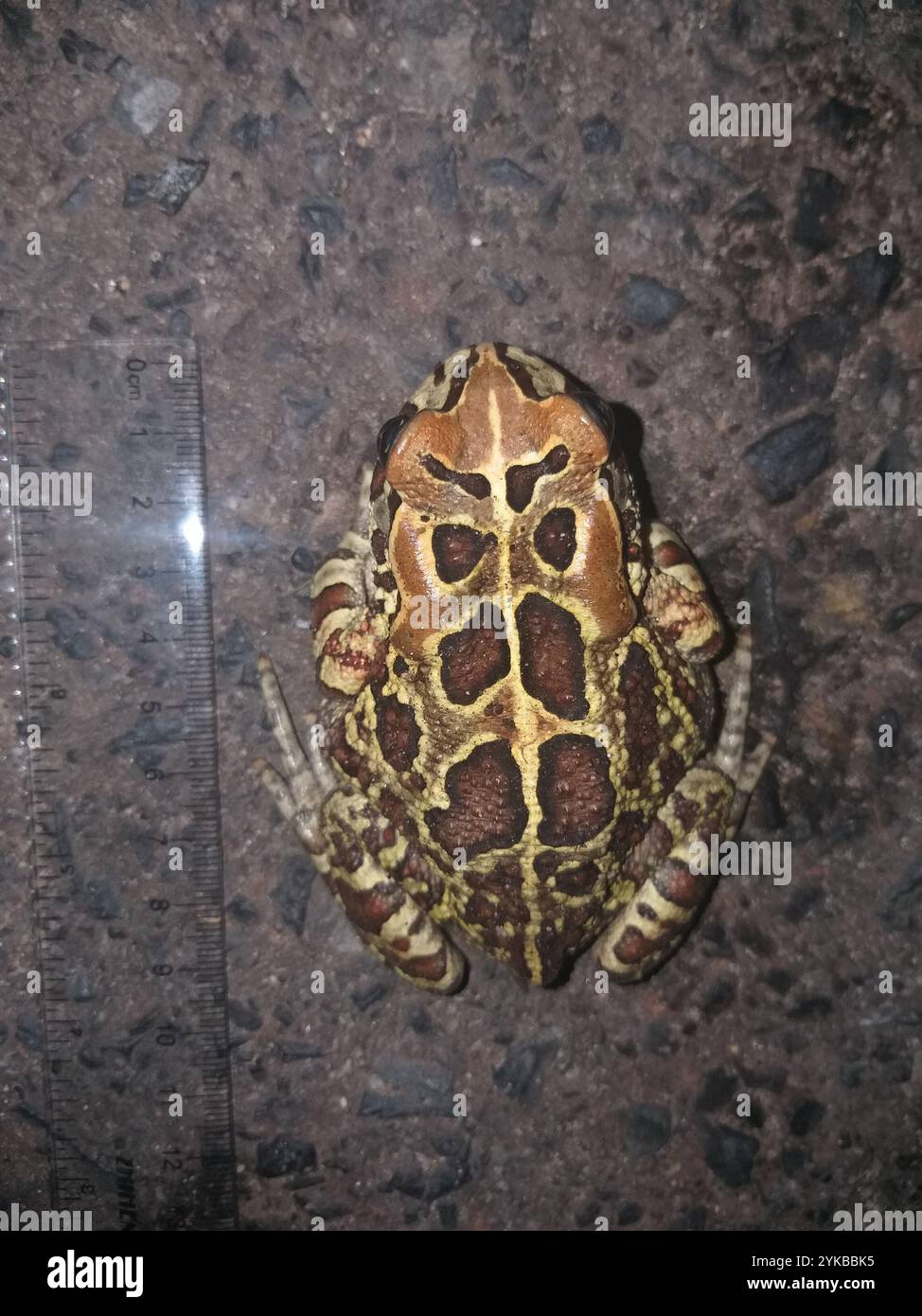 Western Leopard Toad (Sclerophrys pantherina Stock Photo - Alamy