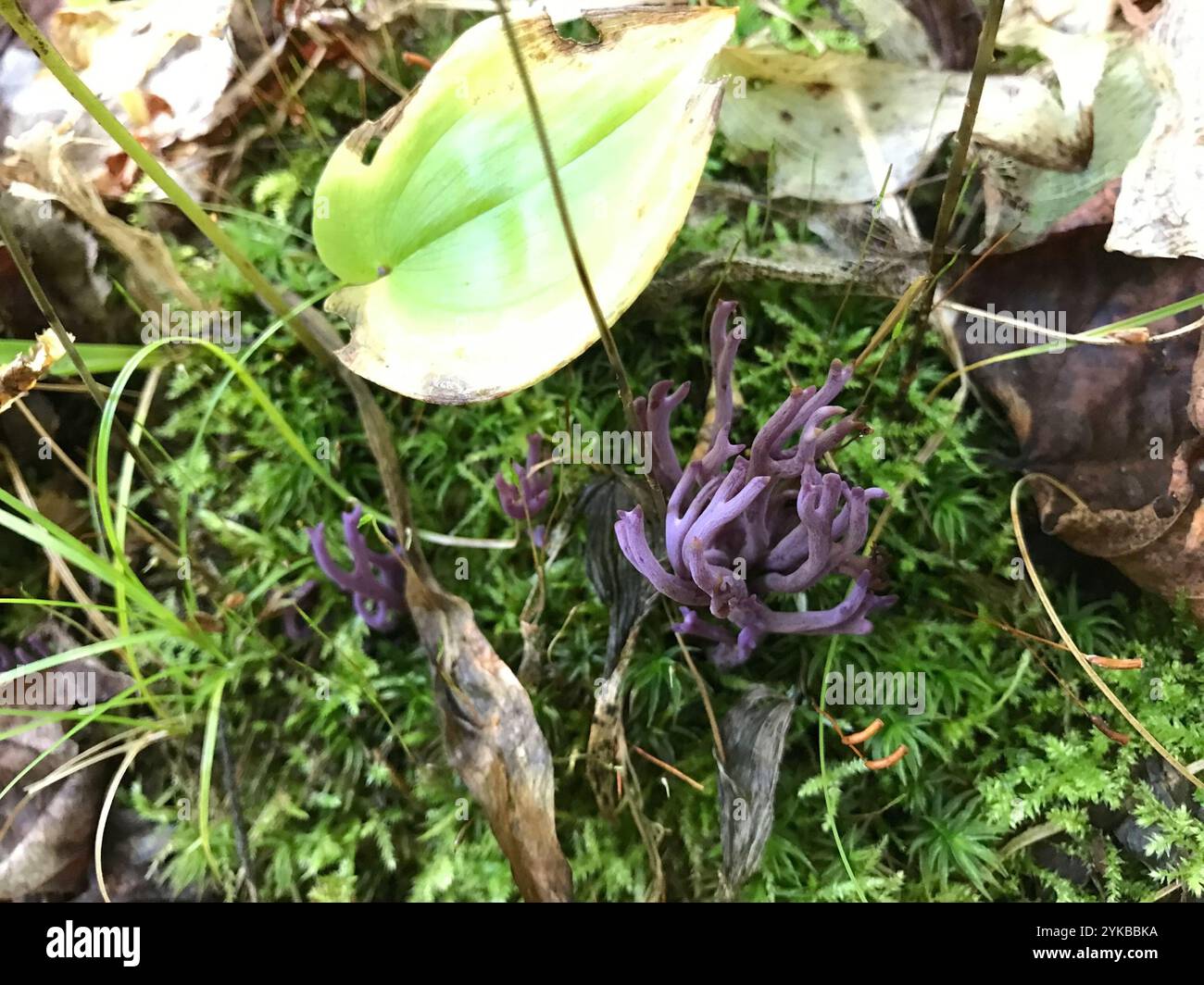 violet coral fungus (Clavaria zollingeri Stock Photo - Alamy