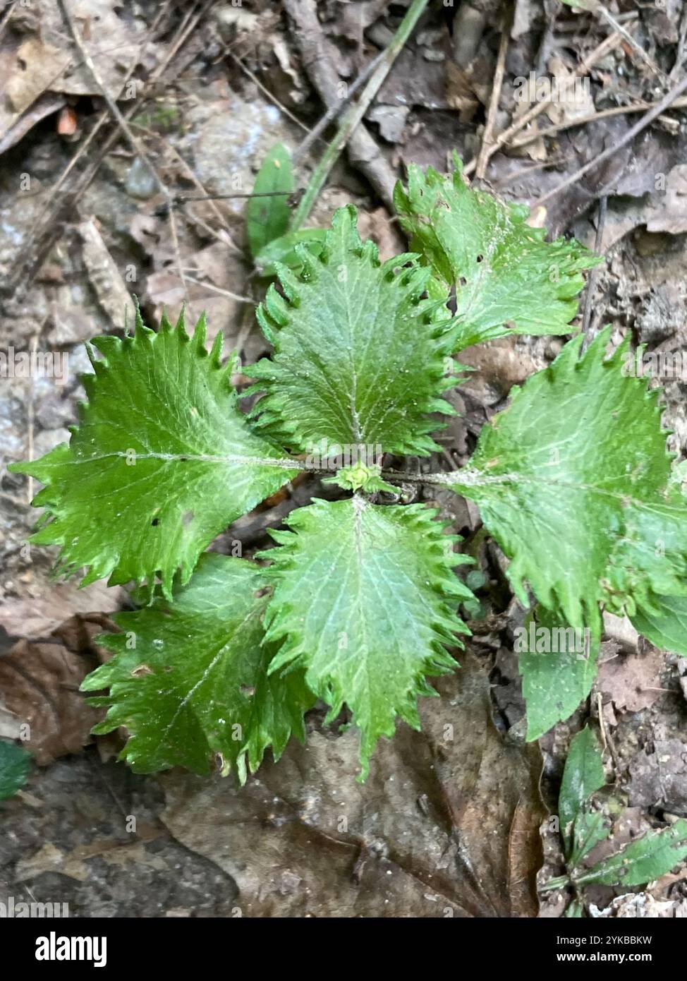 beefsteak plant (Perilla frutescens Stock Photo - Alamy