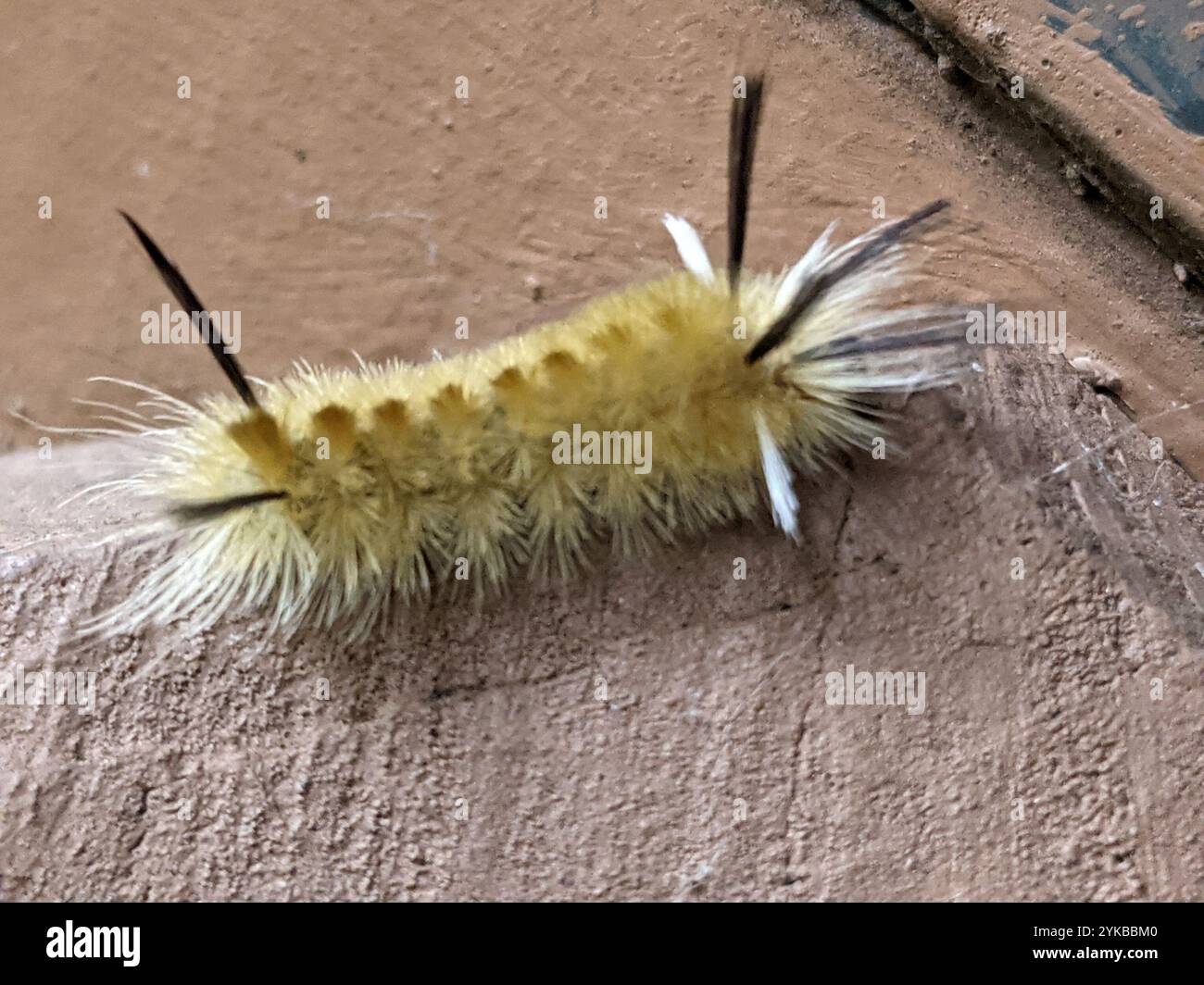 Banded Tussock Moth (Halysidota tessellaris Stock Photo - Alamy