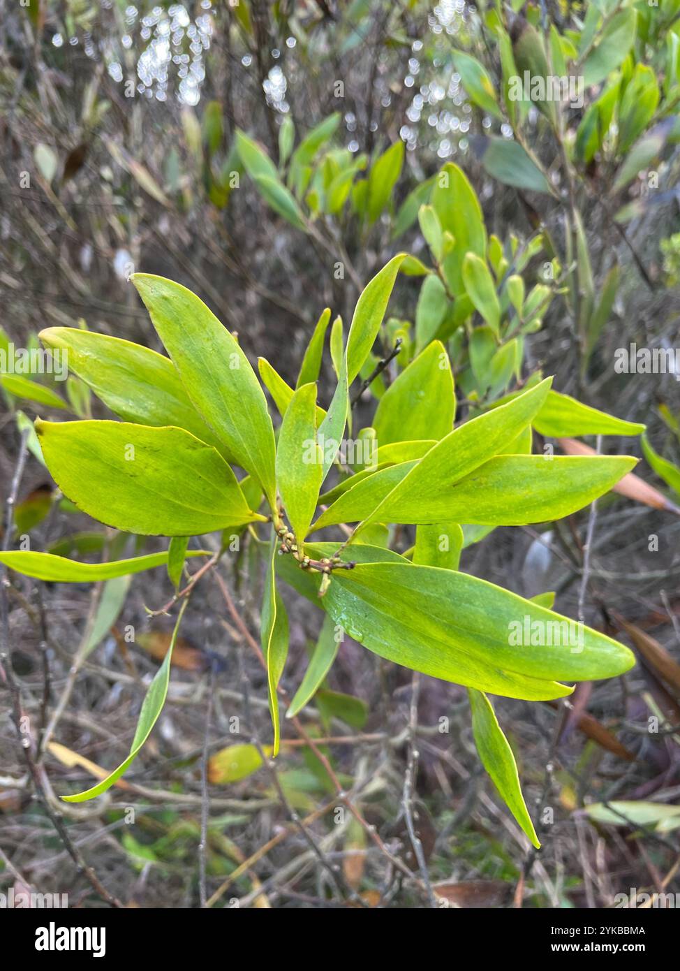 Acacias, Mimosas, mesquites, and allies (Mimosoideae Stock Photo - Alamy