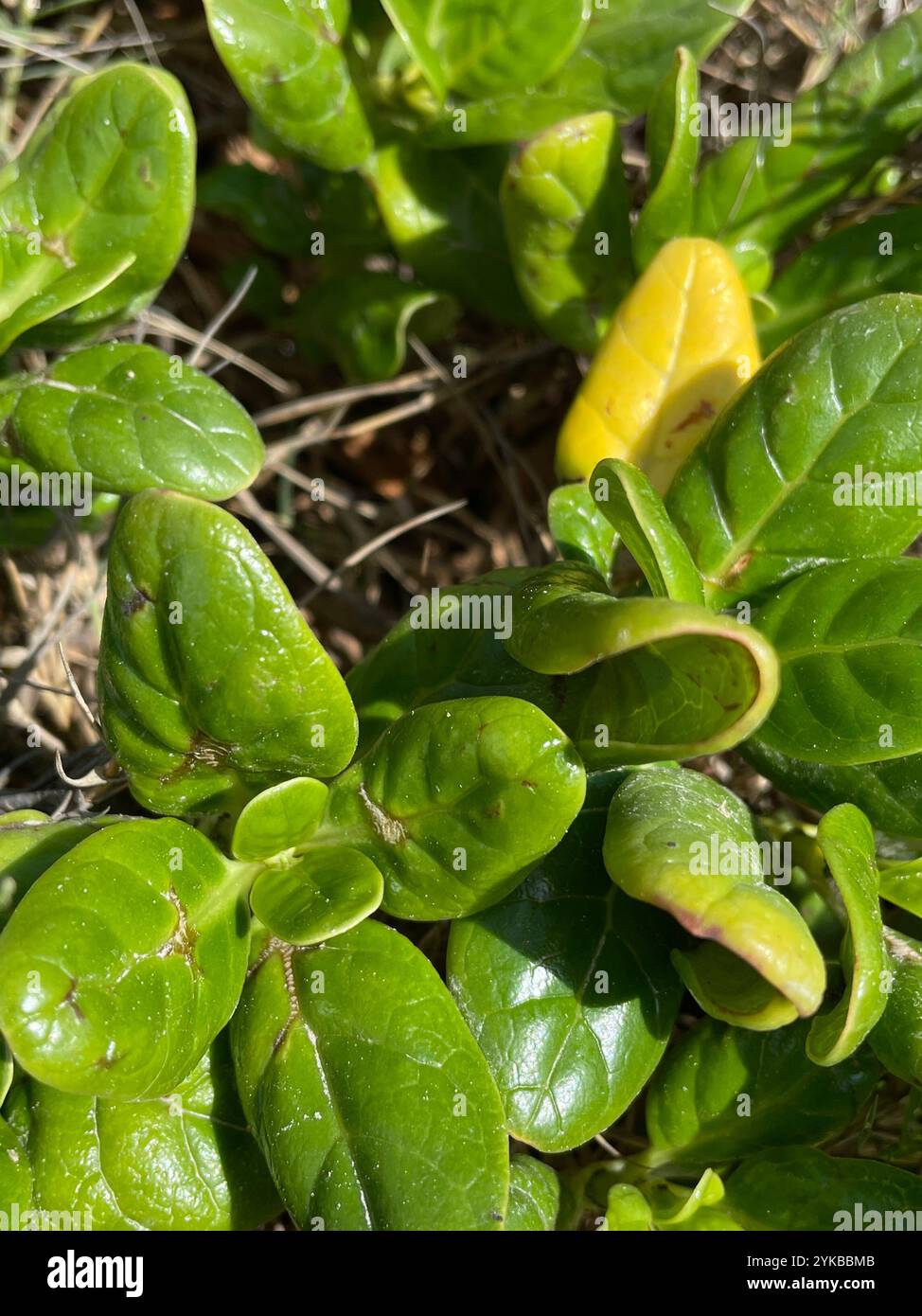 Coprosma repens hi-res stock photography and images - Alamy