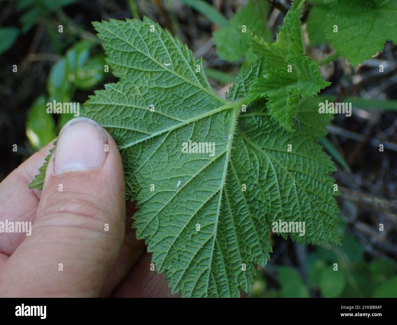 thimbleberry (Rubus parviflorus Stock Photo - Alamy