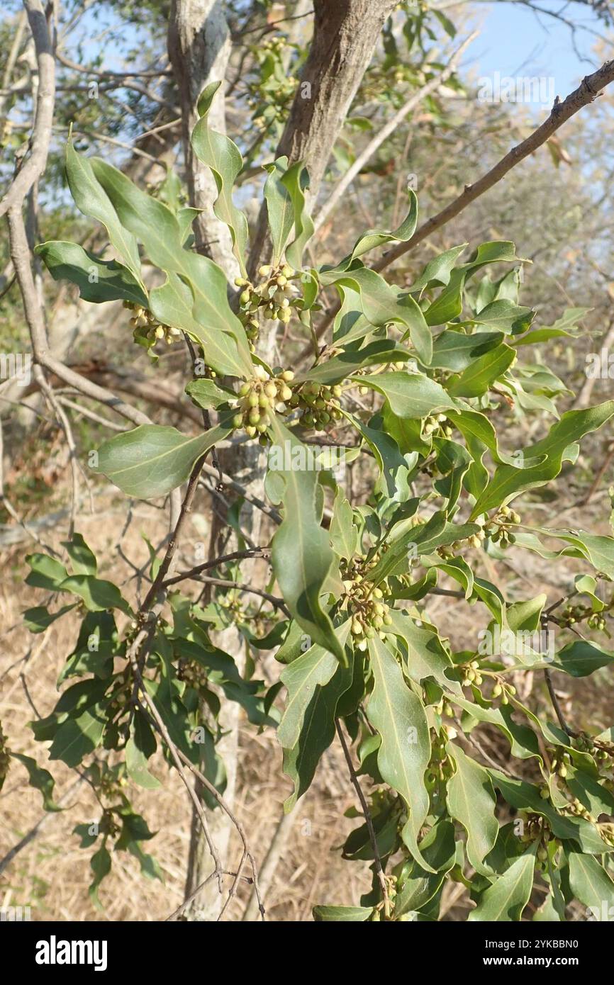 Magic Gwarrie (Euclea divinorum Stock Photo - Alamy