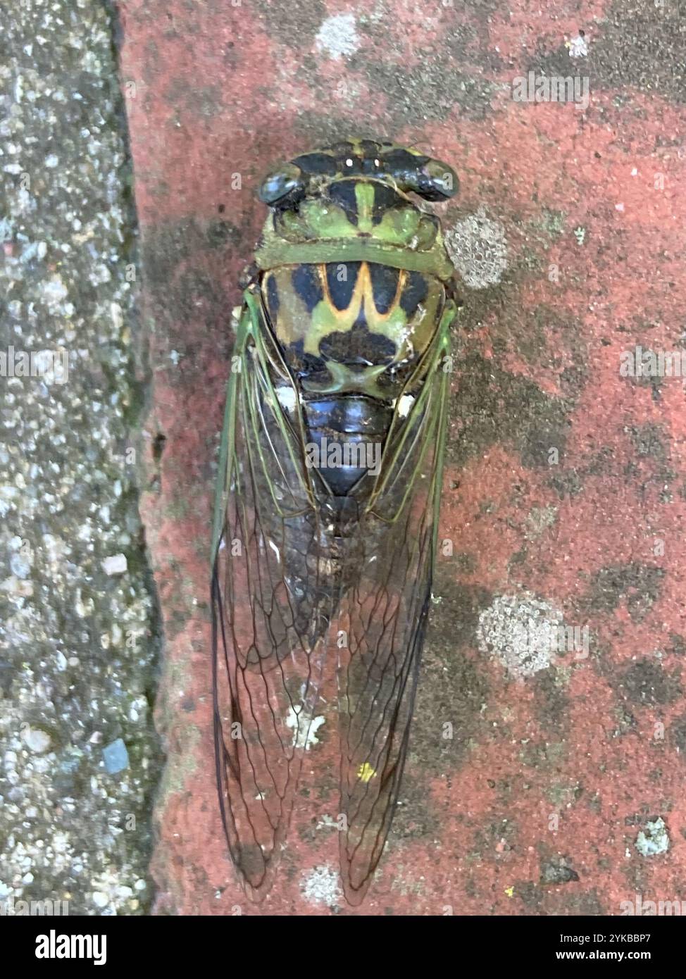 Neotibicen pruinosus hi-res stock photography and images - Alamy