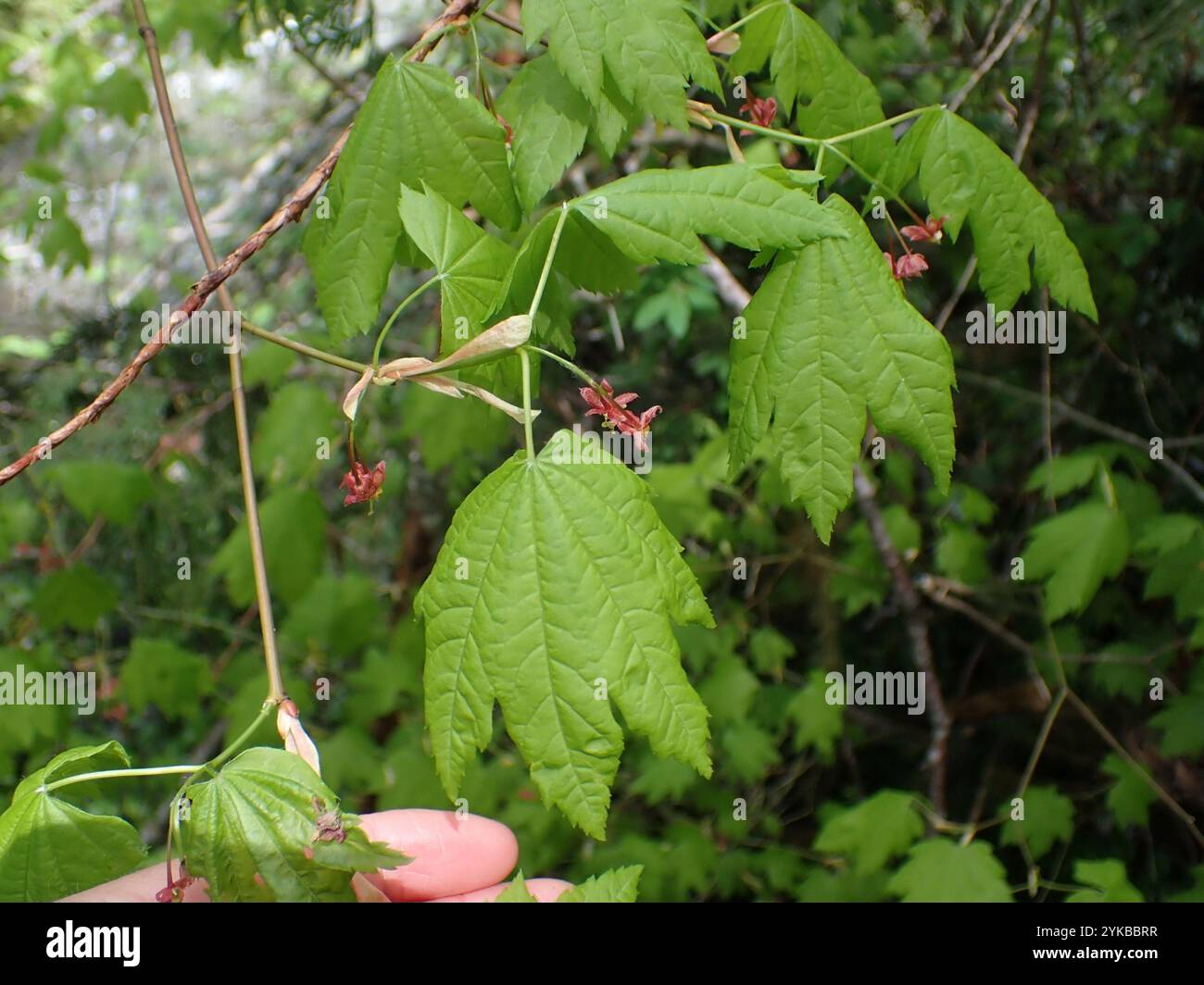 Vine Maple (Acer circinatum Stock Photo - Alamy