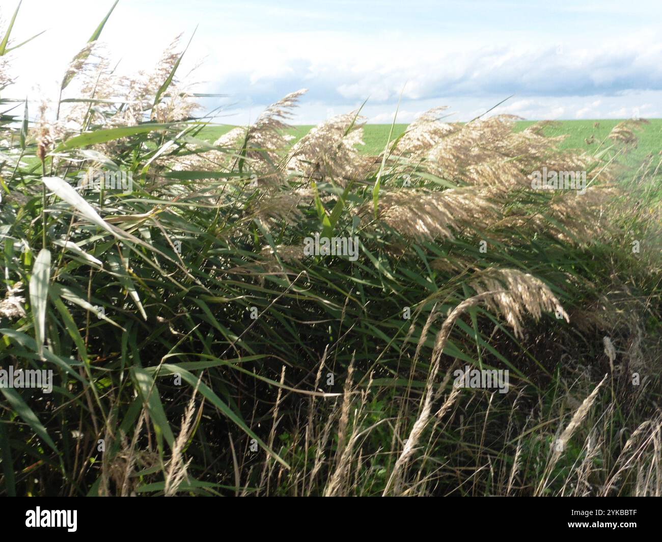 common reed (Phragmites australis Stock Photo - Alamy