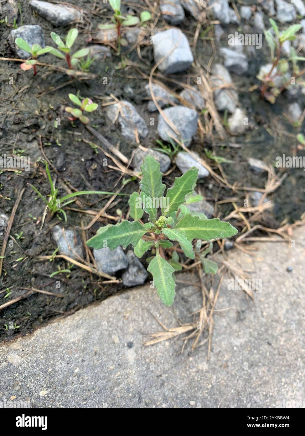 oak-leaved goosefoot (Oxybasis glauca Stock Photo - Alamy