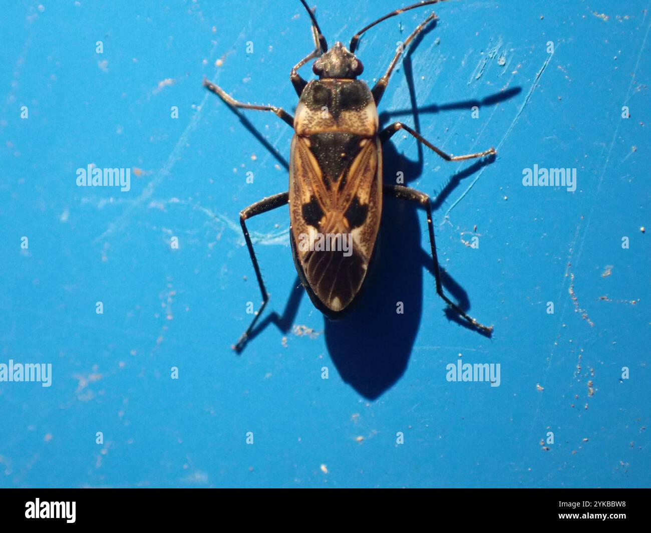 True Bugs (Heteroptera Stock Photo - Alamy