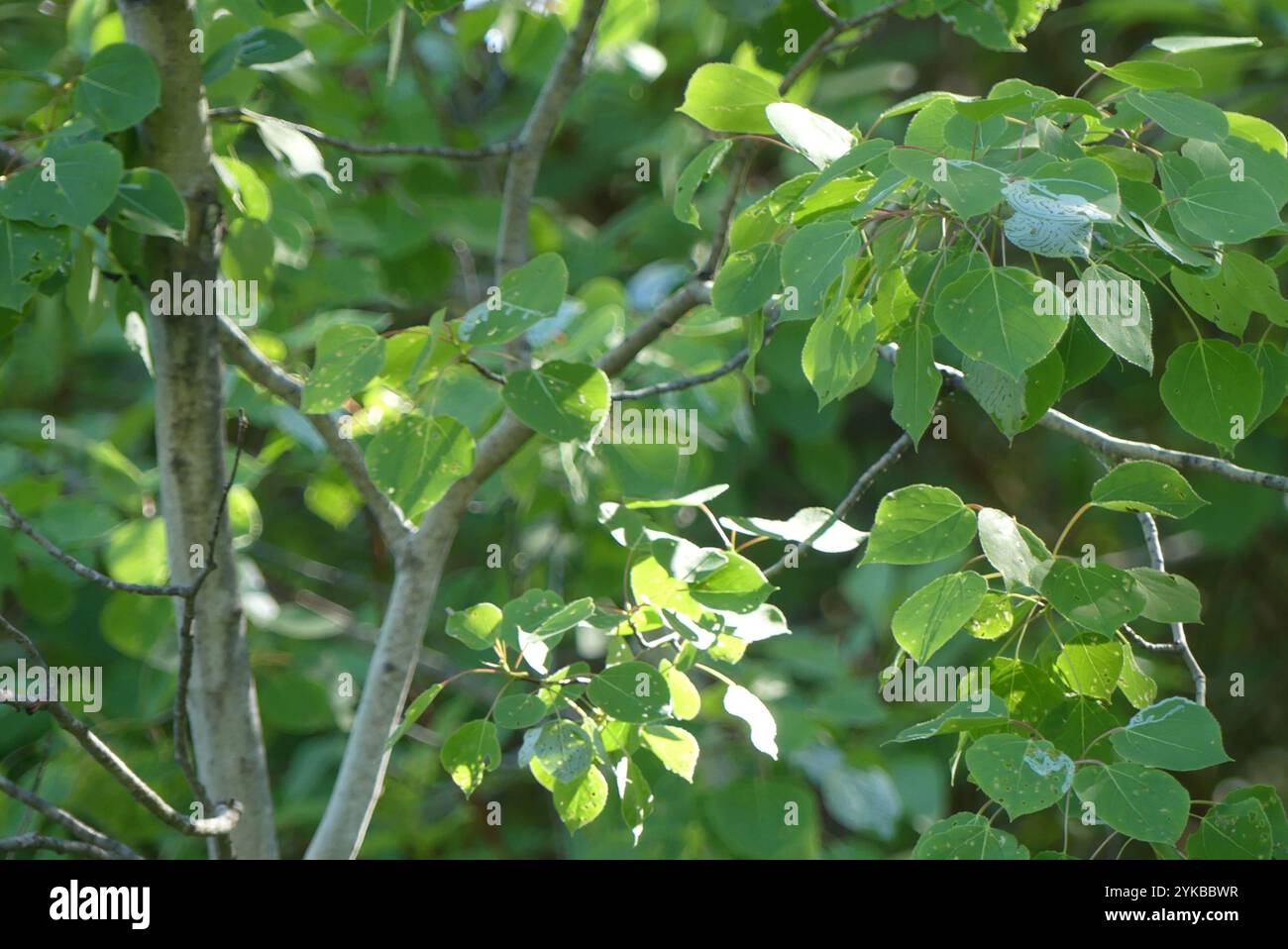 trembling aspen (Populus tremuloides Stock Photo - Alamy