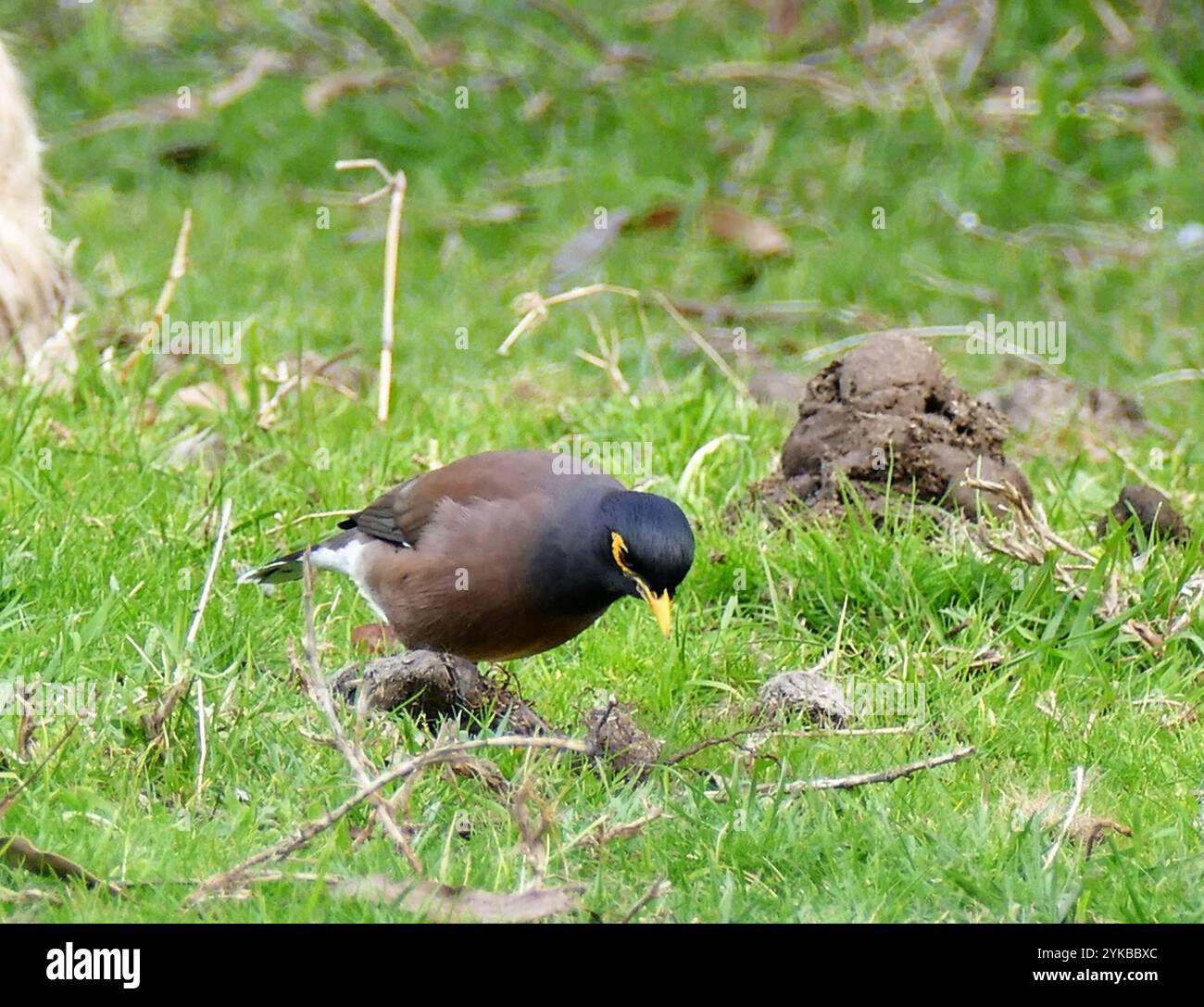 Common Myna (Acridotheres tristis Stock Photo - Alamy
