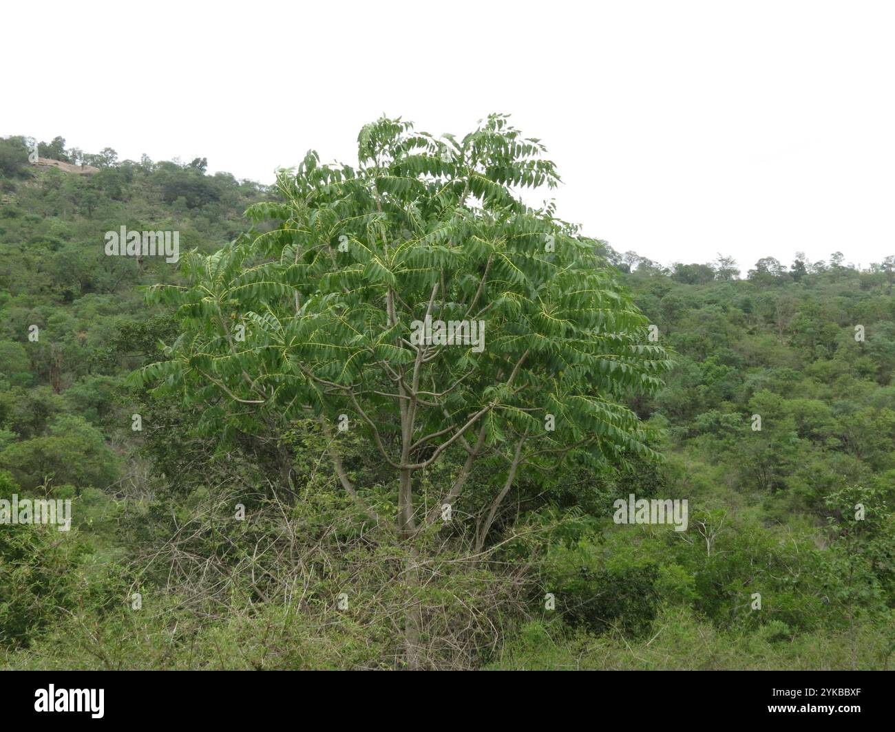 ardusi (Ailanthus excelsa Stock Photo - Alamy