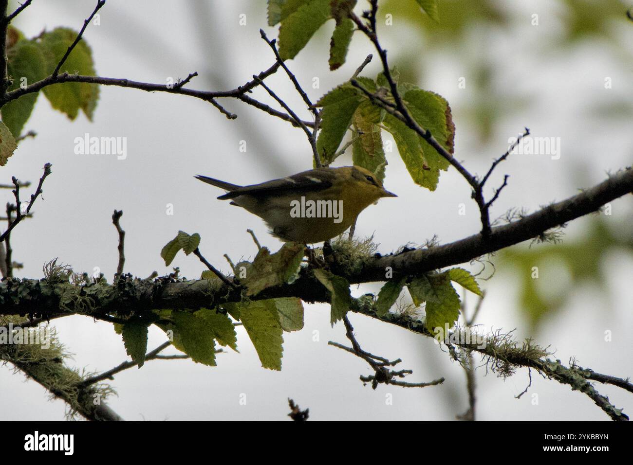 Blackburnian Warbler (Setophaga fusca Stock Photo - Alamy