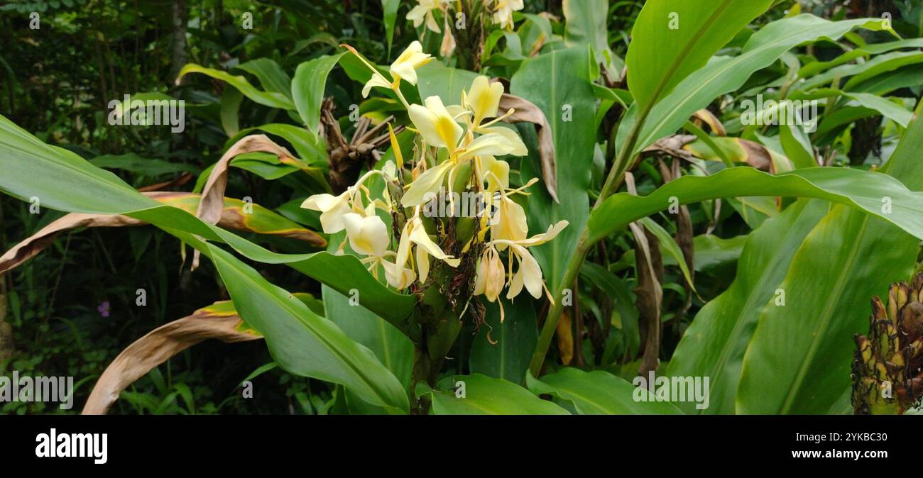 Yellow ginger (Hedychium flavescens Stock Photo - Alamy