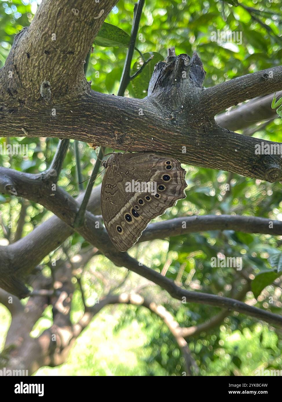 Black-spotted Labyrinth (Neope muirheadii Stock Photo - Alamy