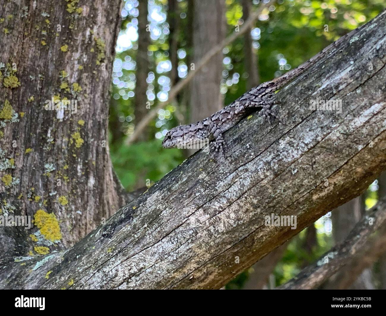 Prairie Lizard (Sceloporus consobrinus Stock Photo - Alamy