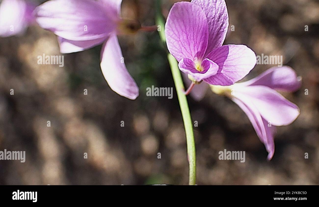 Stock Sunspurge (Heliophila juncea Stock Photo - Alamy