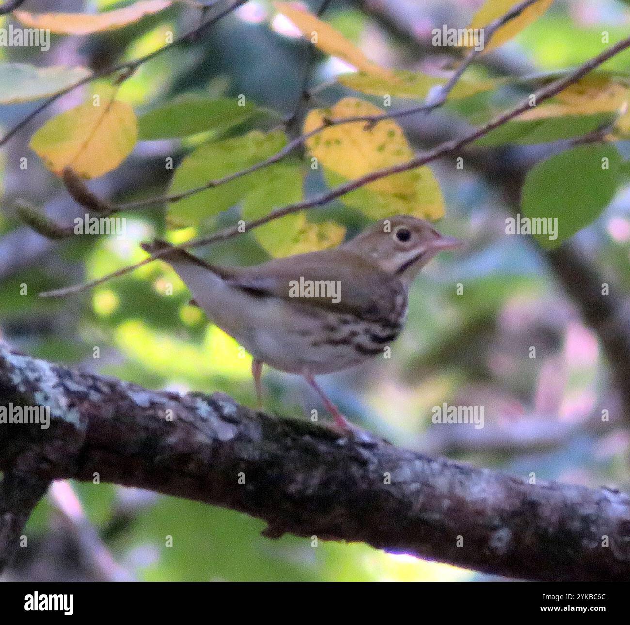Ovenbird (Seiurus aurocapilla Stock Photo - Alamy