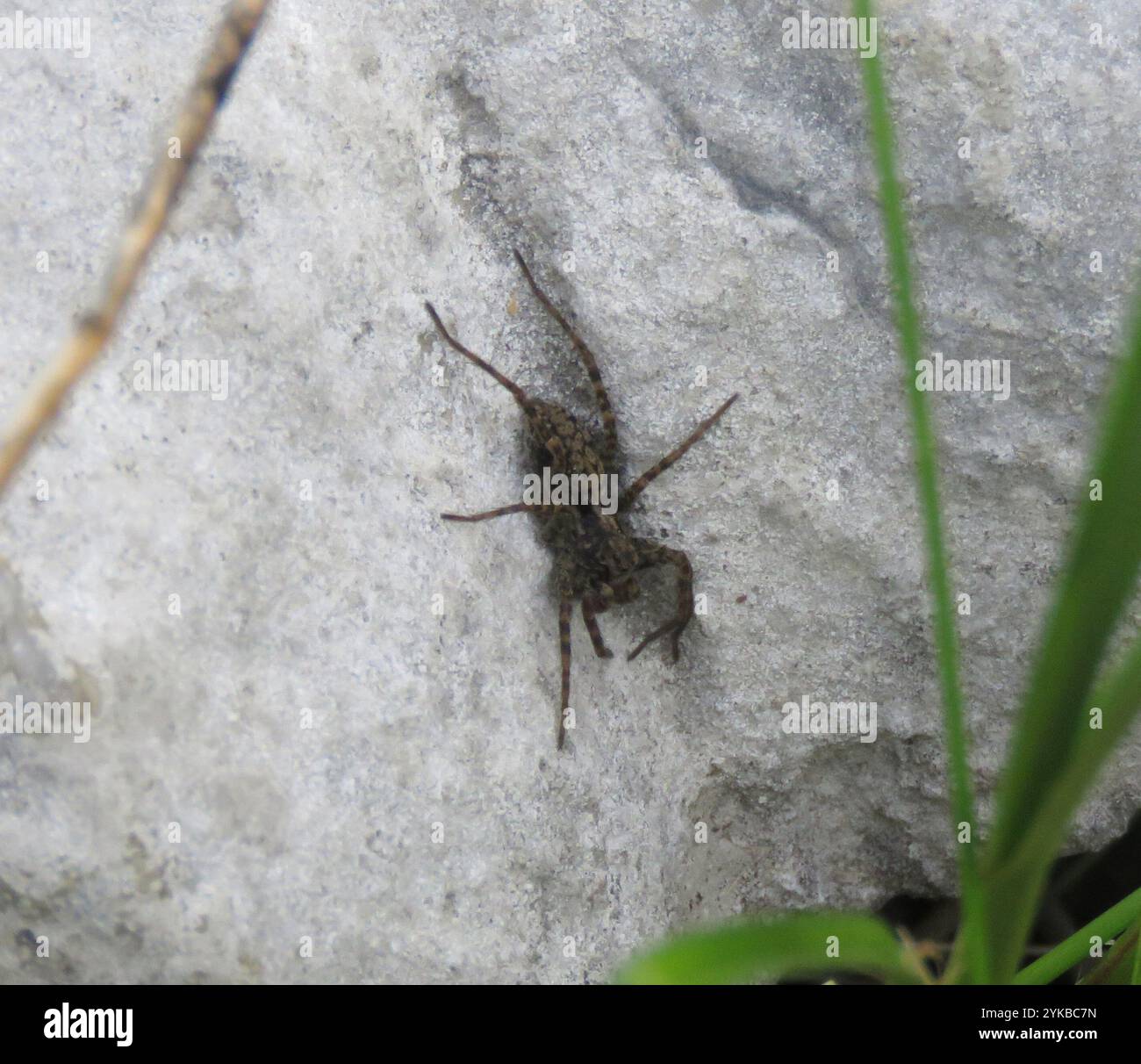 Thin-legged Wolf Spiders (Pardosa Stock Photo - Alamy