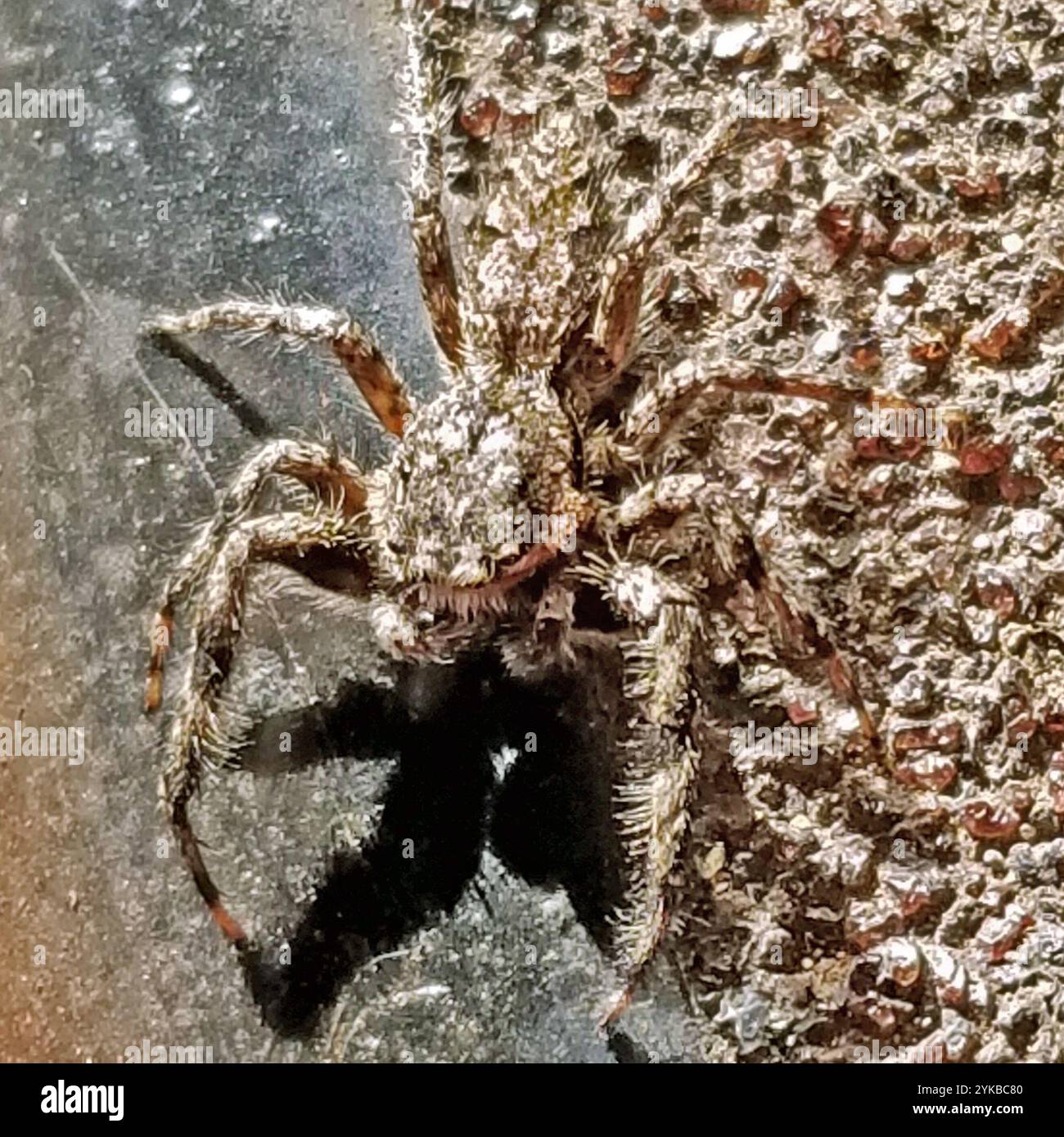 Tan Jumping Spider (Platycryptus undatus Stock Photo - Alamy