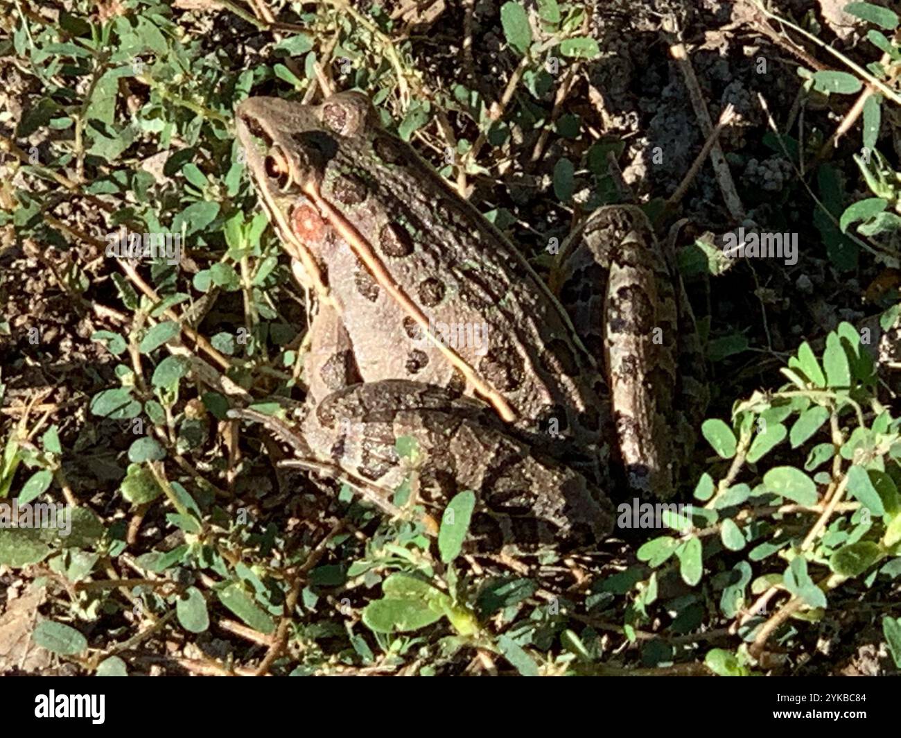 Southern Leopard Frog (Lithobates sphenocephalus Stock Photo - Alamy