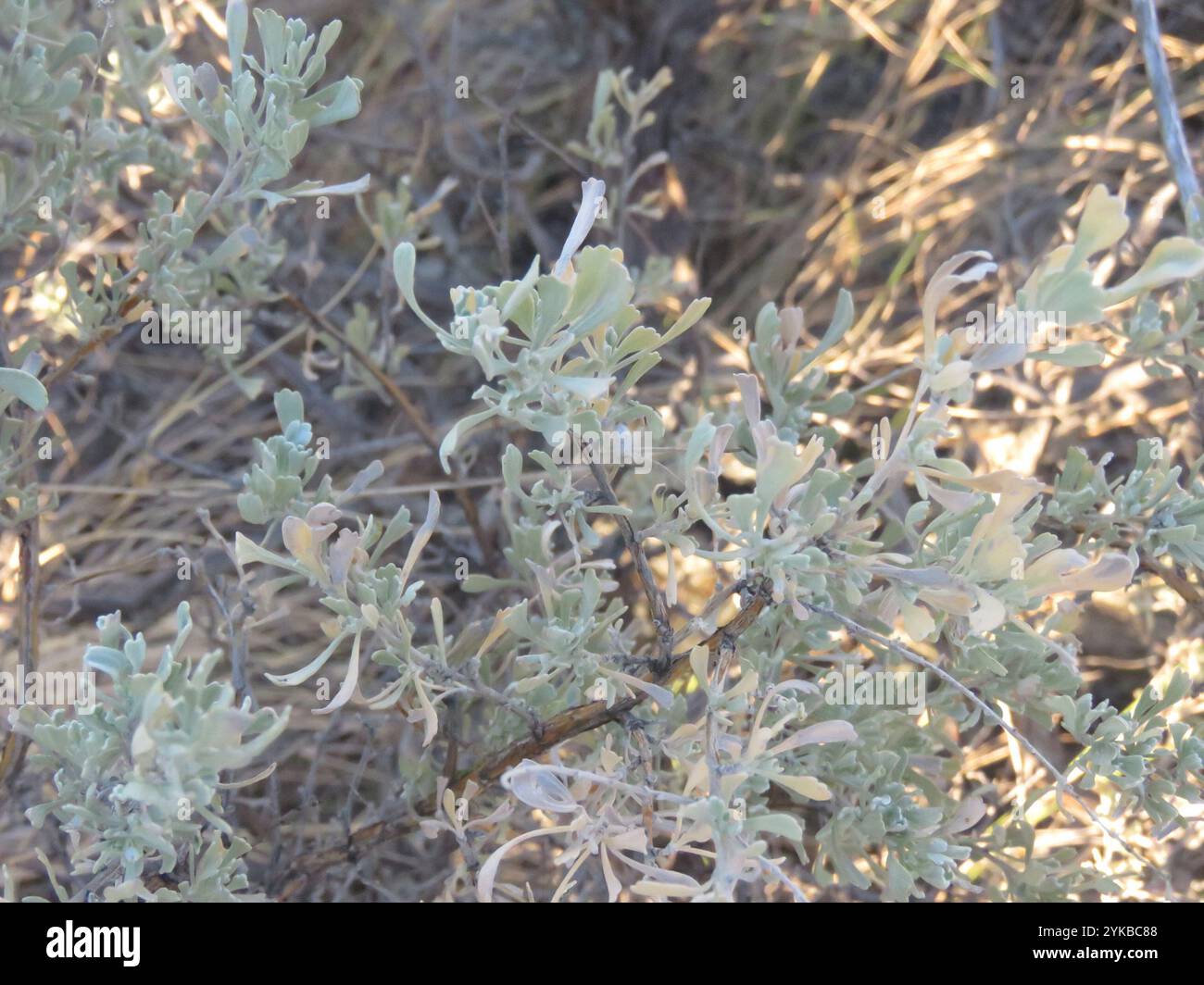 Big Sagebrush (Artemisia tridentata Stock Photo - Alamy