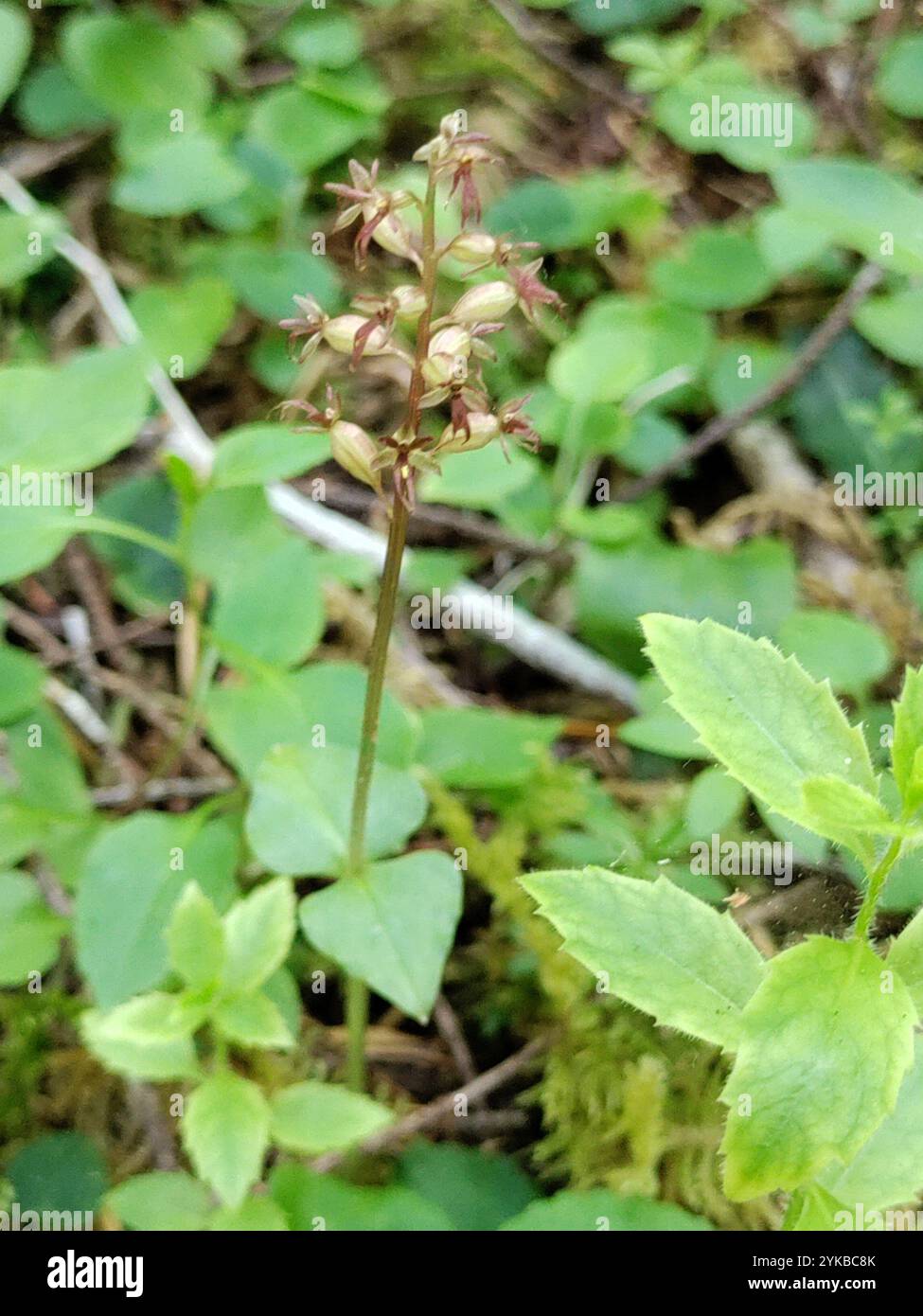 Heartleaf Twayblade (Neottia cordata Stock Photo - Alamy