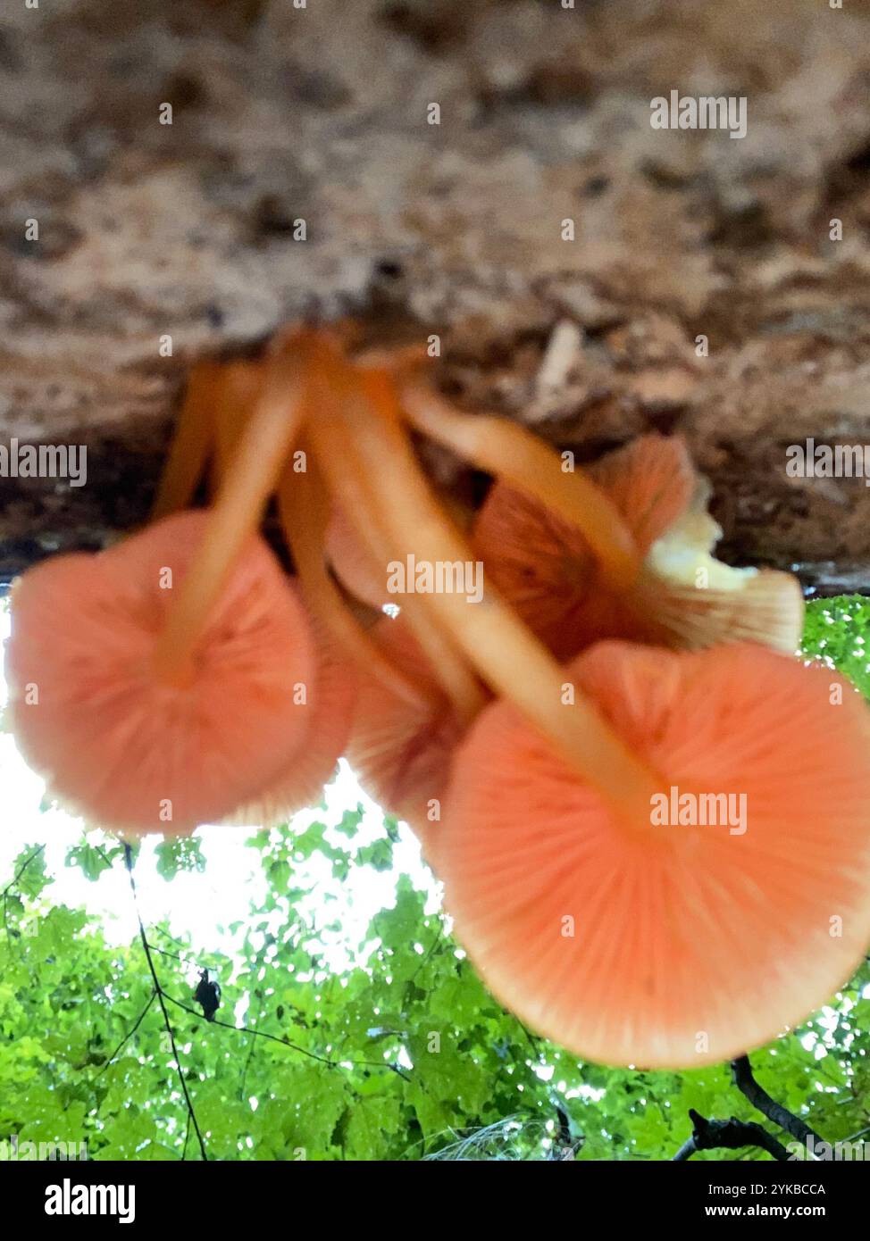 orange mycena (Mycena leaiana Stock Photo - Alamy