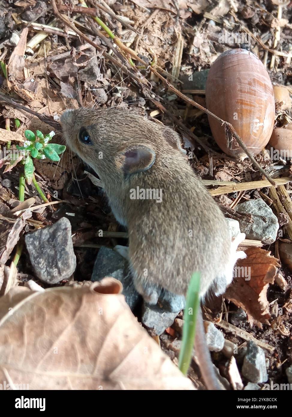 Old World Mice and Rats (Muridae Stock Photo - Alamy