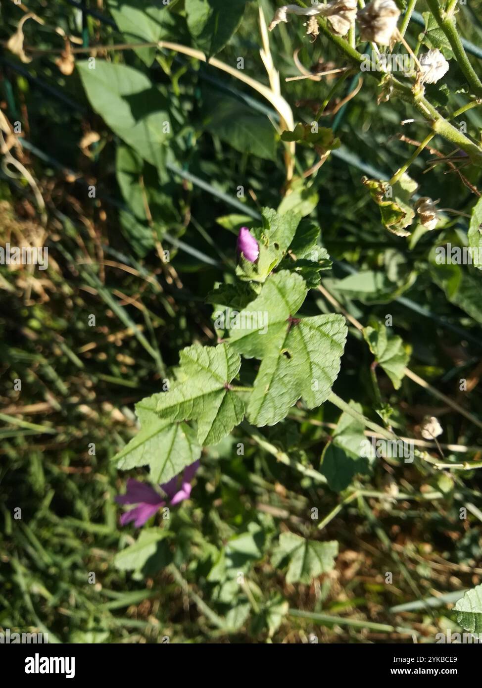 Common Mallow (Malva sylvestris Stock Photo - Alamy