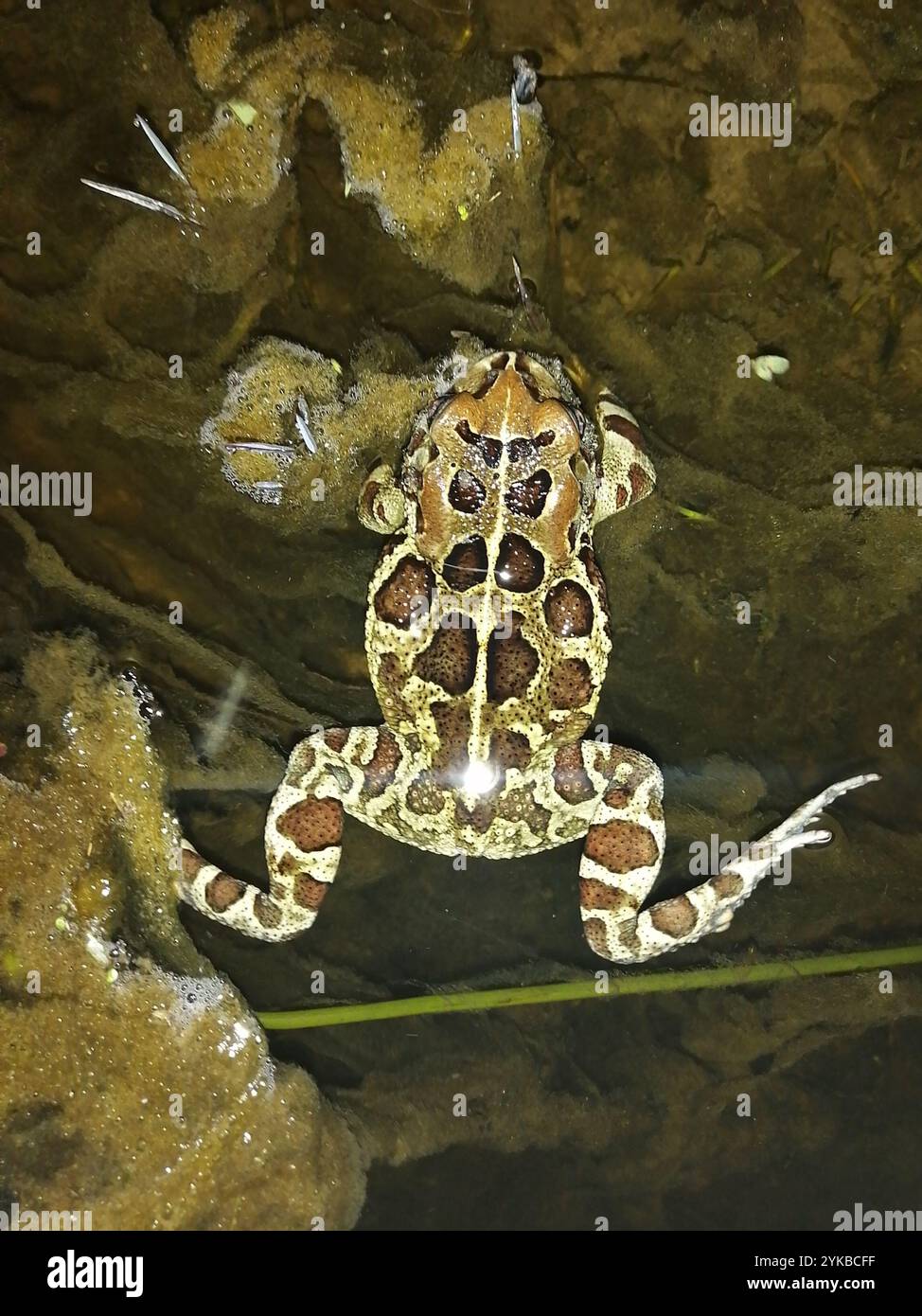 Western Leopard Toad (Sclerophrys pantherina Stock Photo - Alamy