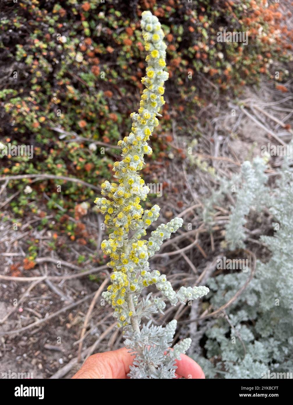 coastal sagewort (Artemisia pycnocephala Stock Photo - Alamy