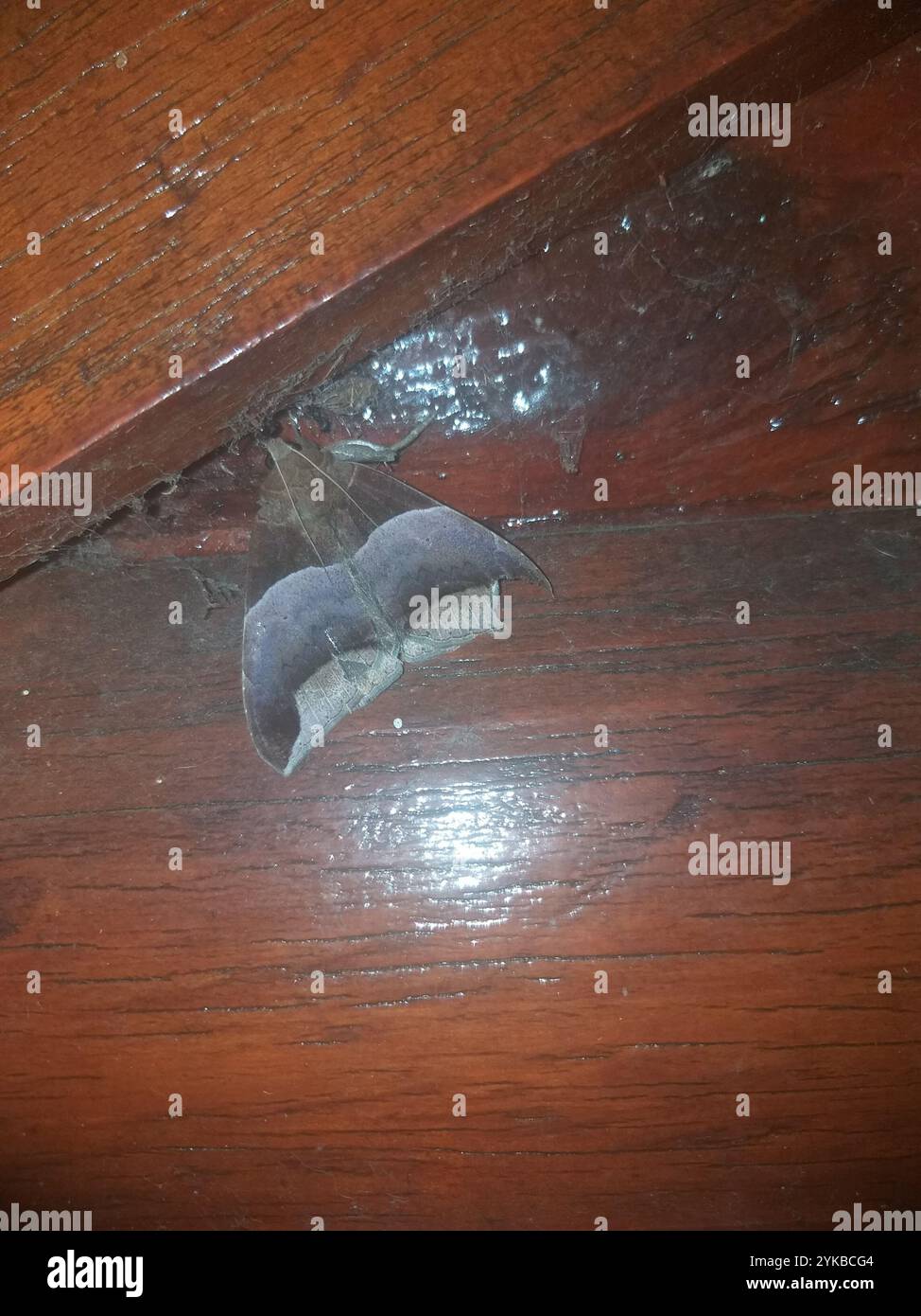 Echo Moth (Achaea echo Stock Photo - Alamy