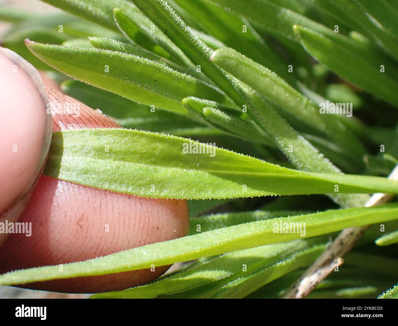 vascular plants (Tracheophyta Stock Photo - Alamy