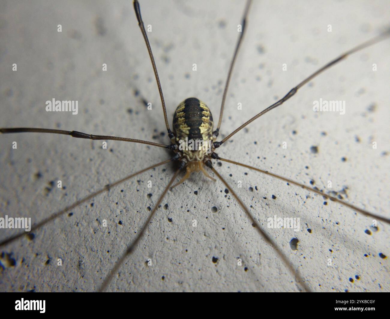 Eastern Harvestman (Leiobunum vittatum Stock Photo - Alamy