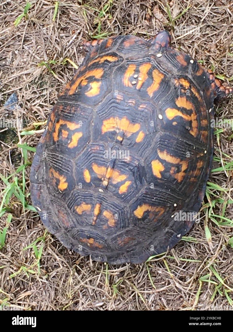 Eastern Box Turtle (Terrapene carolina carolina Stock Photo - Alamy