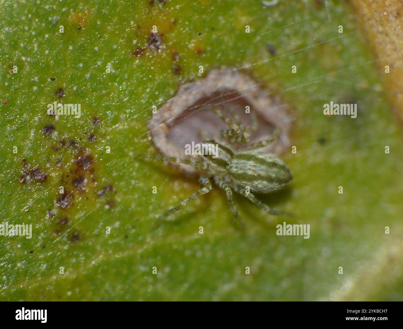 Leaf-running Spiders (Hygropoda Stock Photo - Alamy
