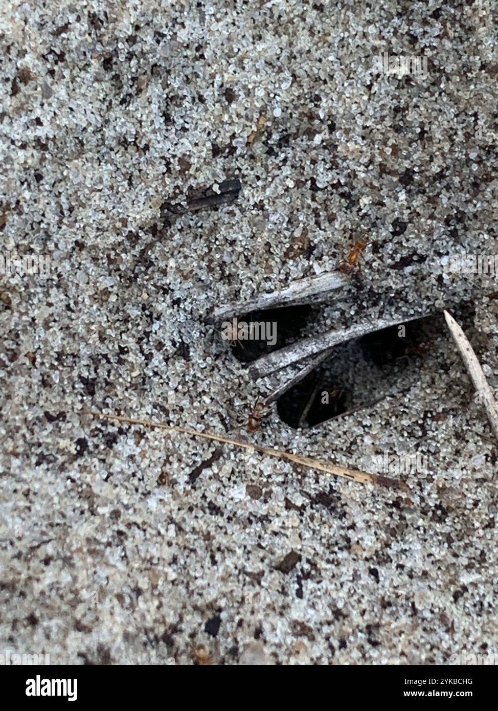 Buren's Pyramid Ant (Dorymyrmex bureni Stock Photo - Alamy