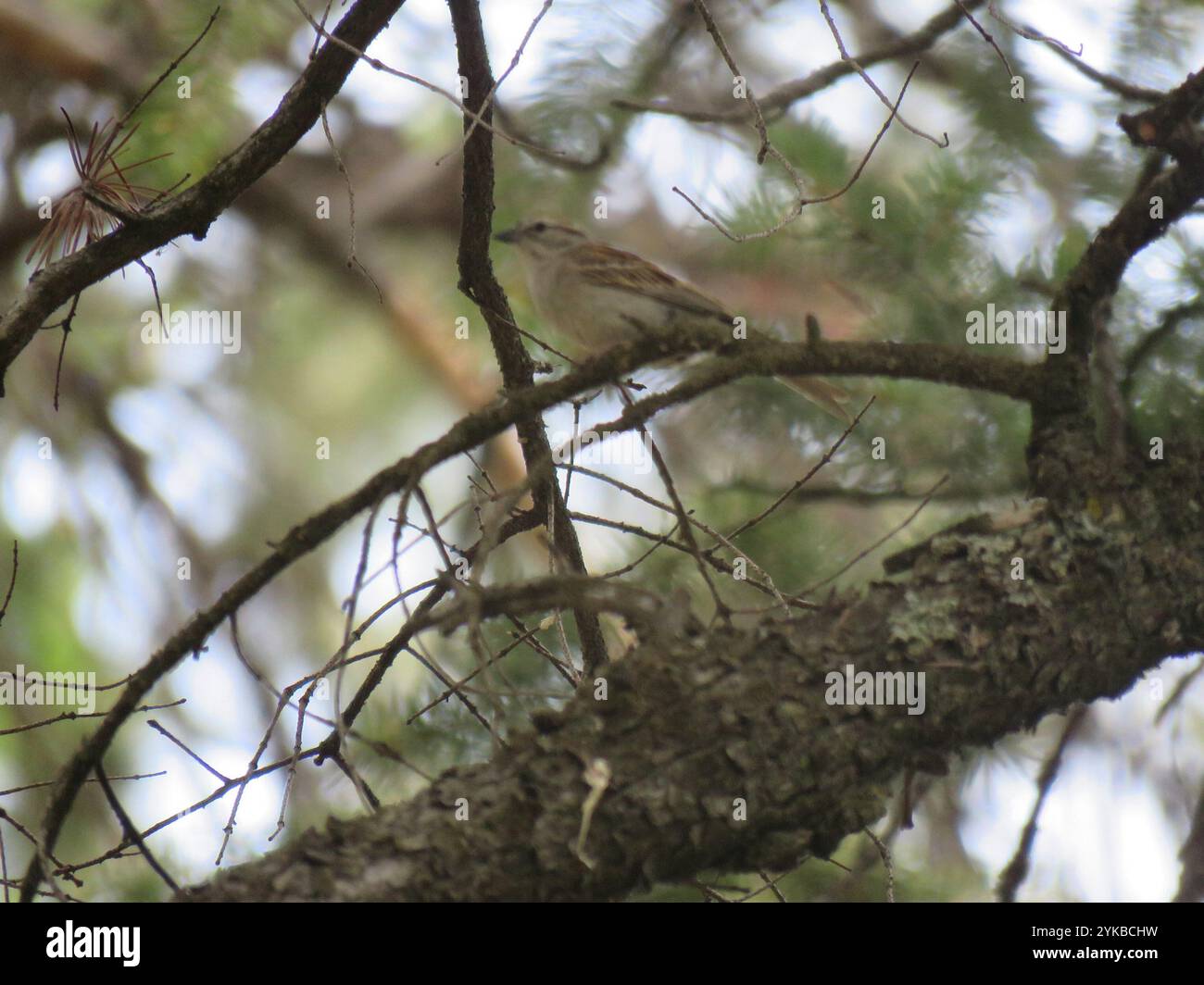 Chipping Sparrow (Spizella passerina Stock Photo - Alamy
