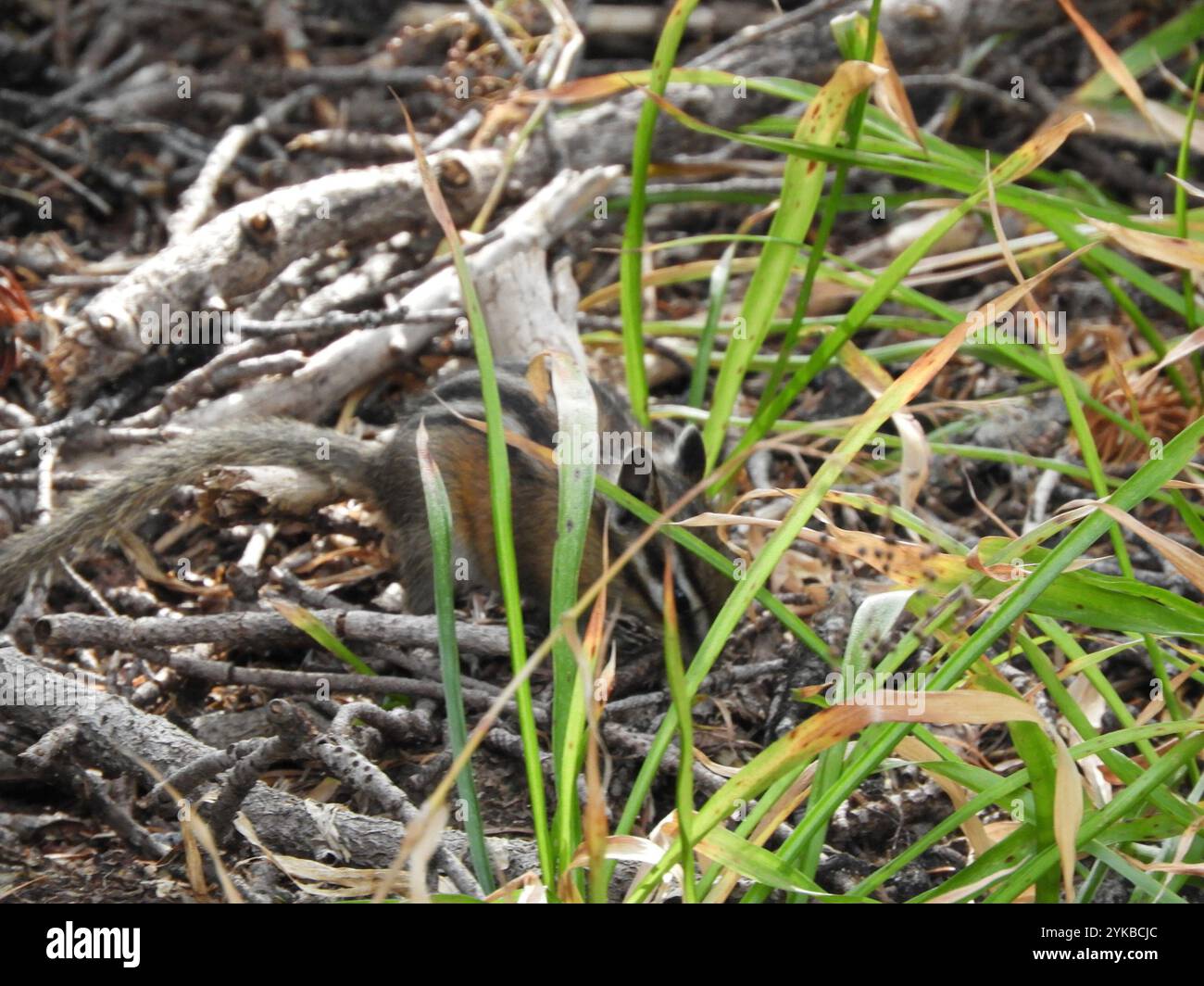 Western Chipmunks (Neotamias Stock Photo - Alamy