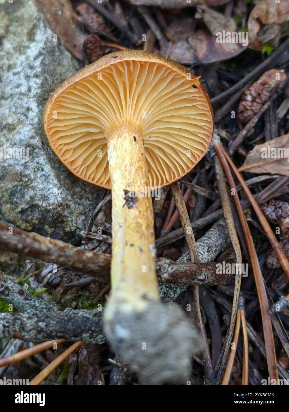 Saffron webcap hi-res stock photography and images - Alamy