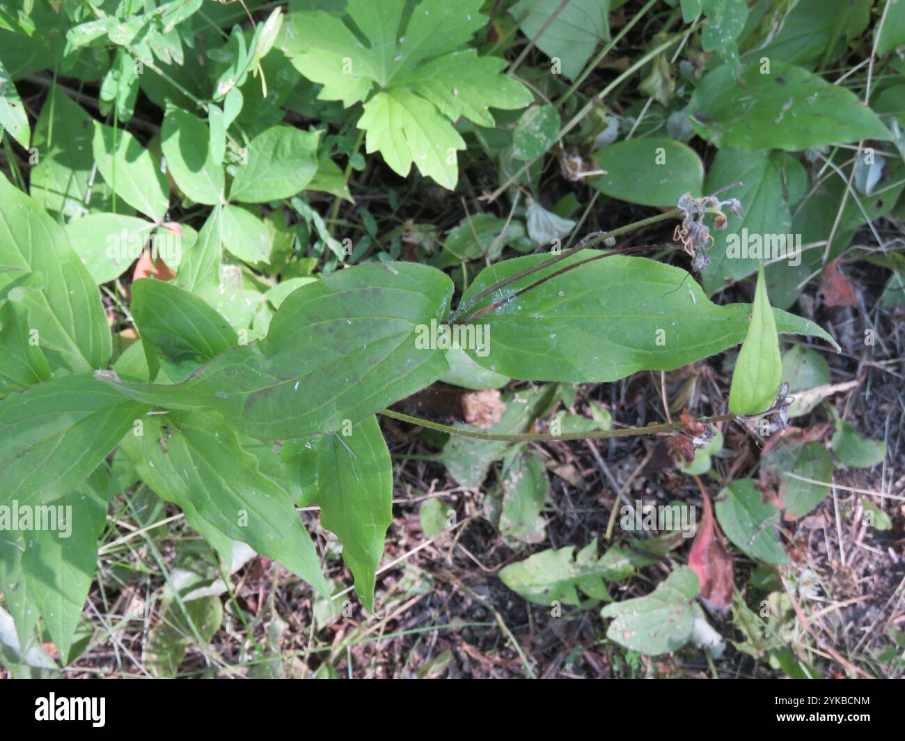 Tall Bluebell (Mertensia paniculata Stock Photo - Alamy