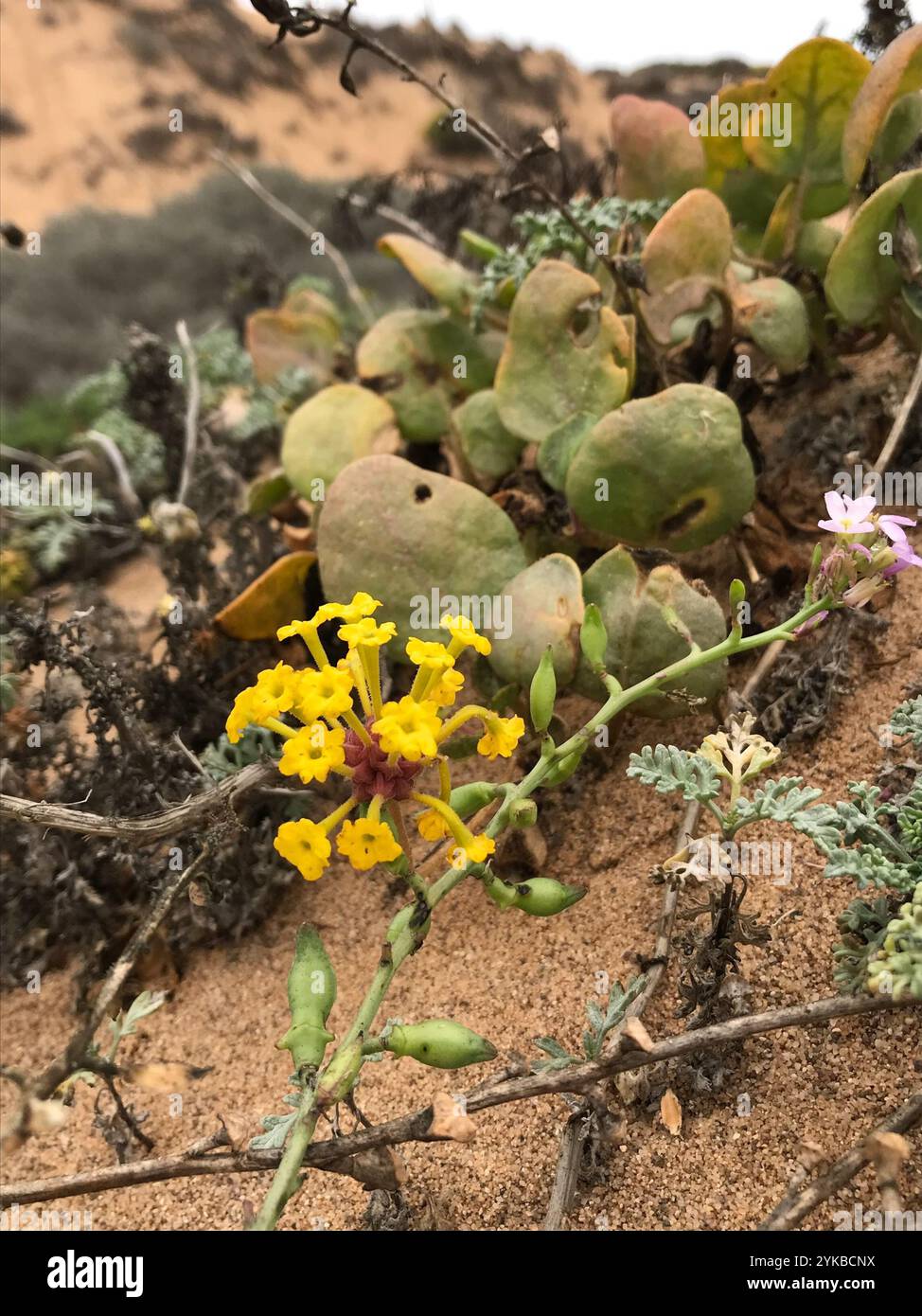 Yellow Sand Verbena (Abronia latifolia Stock Photo - Alamy