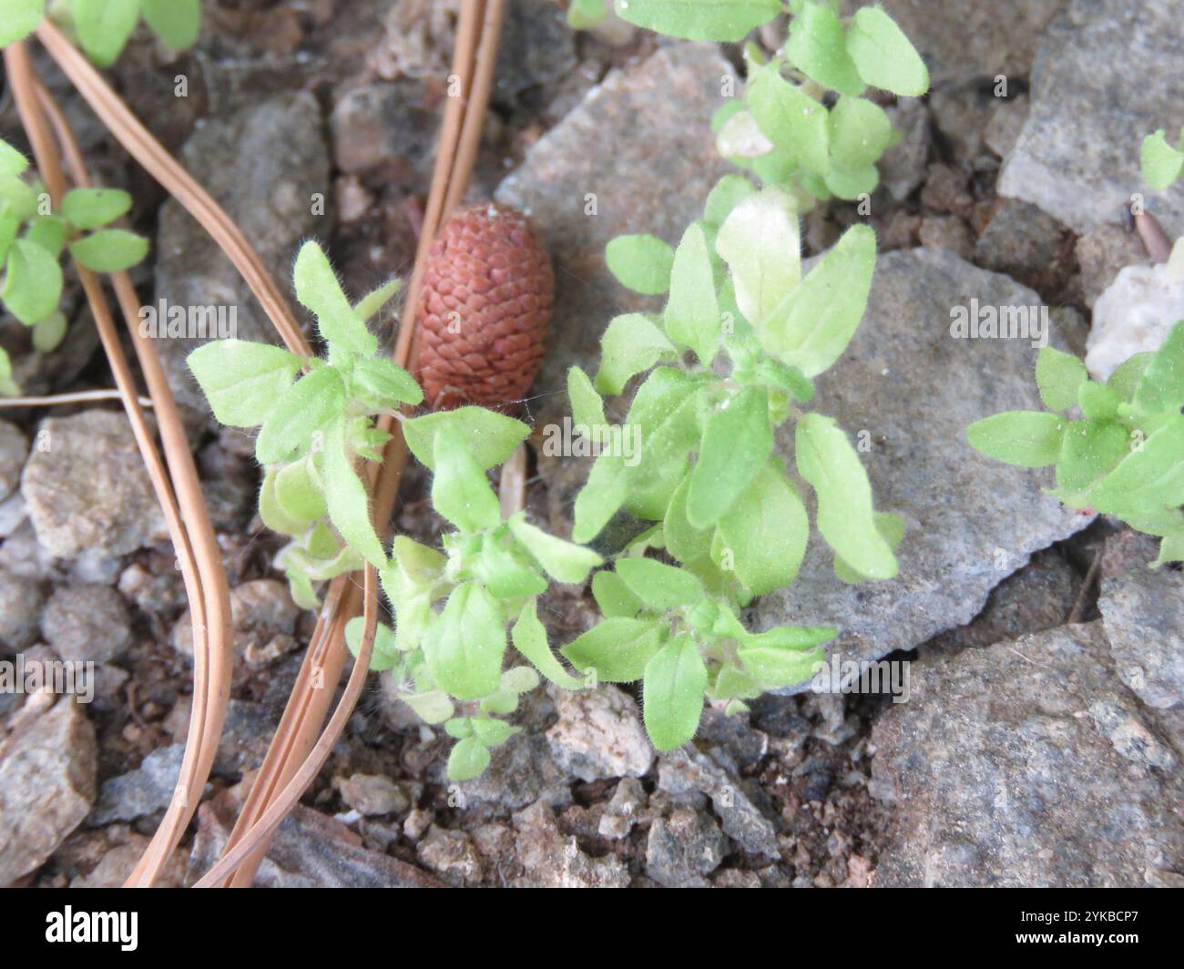 nettle family (Urticaceae Stock Photo - Alamy
