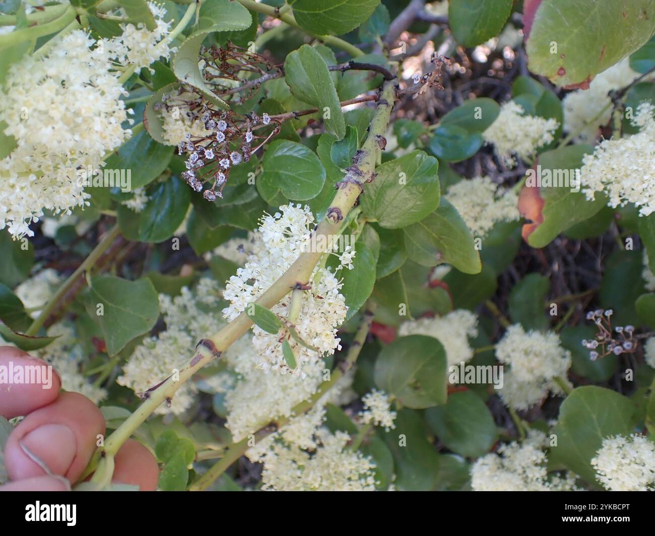 Snowbrush Ceanothus (Ceanothus velutinus Stock Photo - Alamy