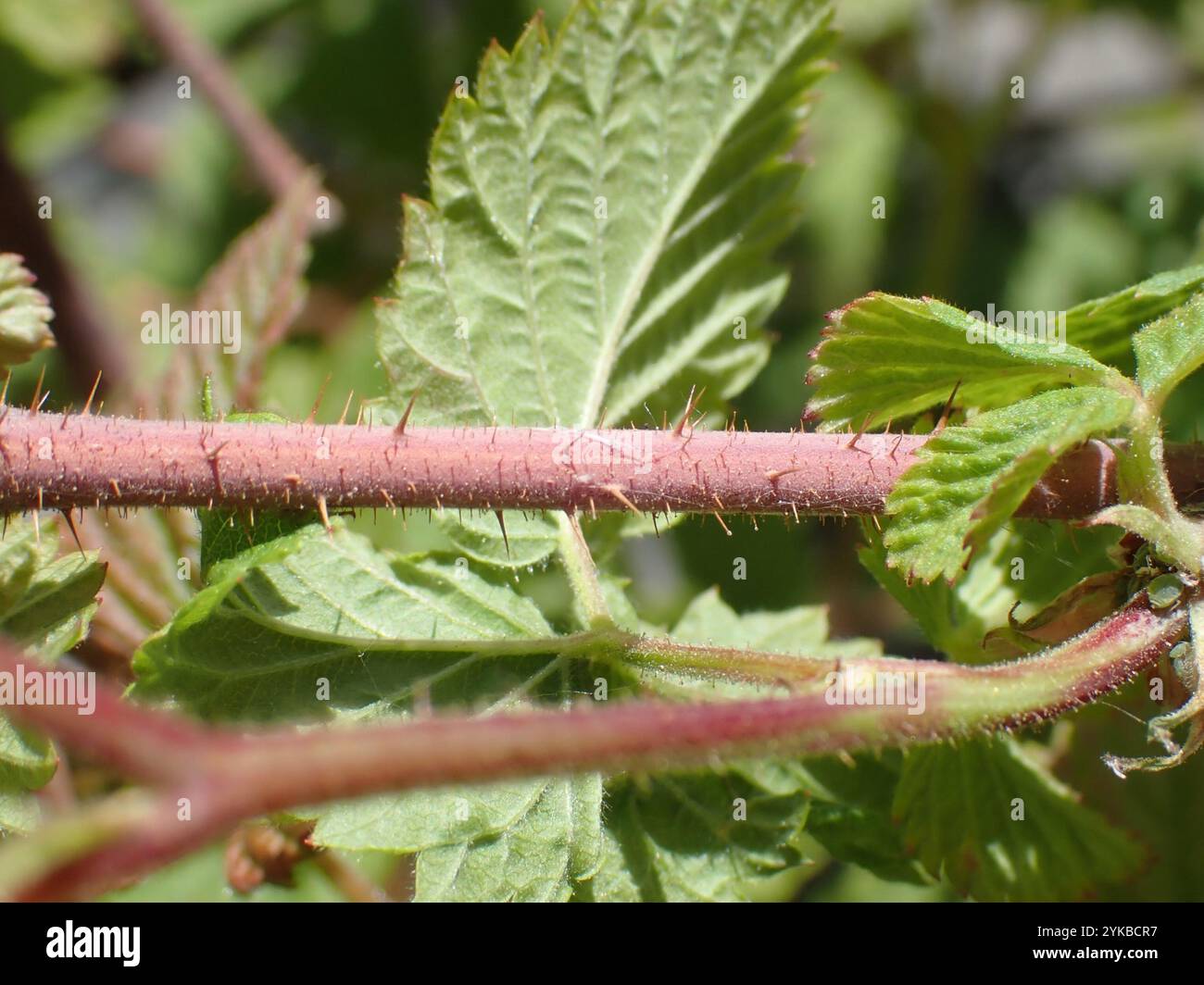 red raspberry (Rubus idaeus Stock Photo - Alamy